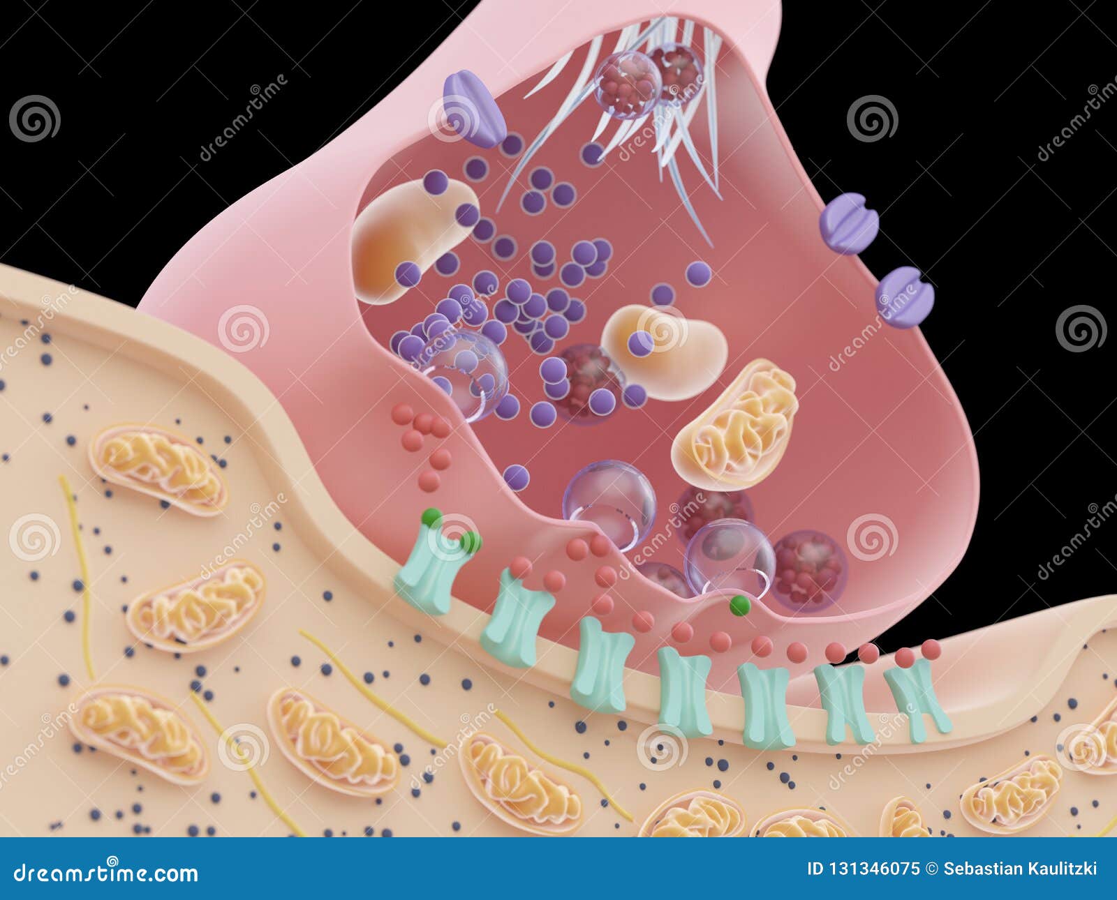 A Synapse Cross-section Royalty-Free Illustration | CartoonDealer.com ...