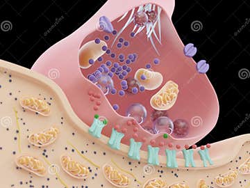 A synapse cross-section stock illustration. Illustration of axon ...