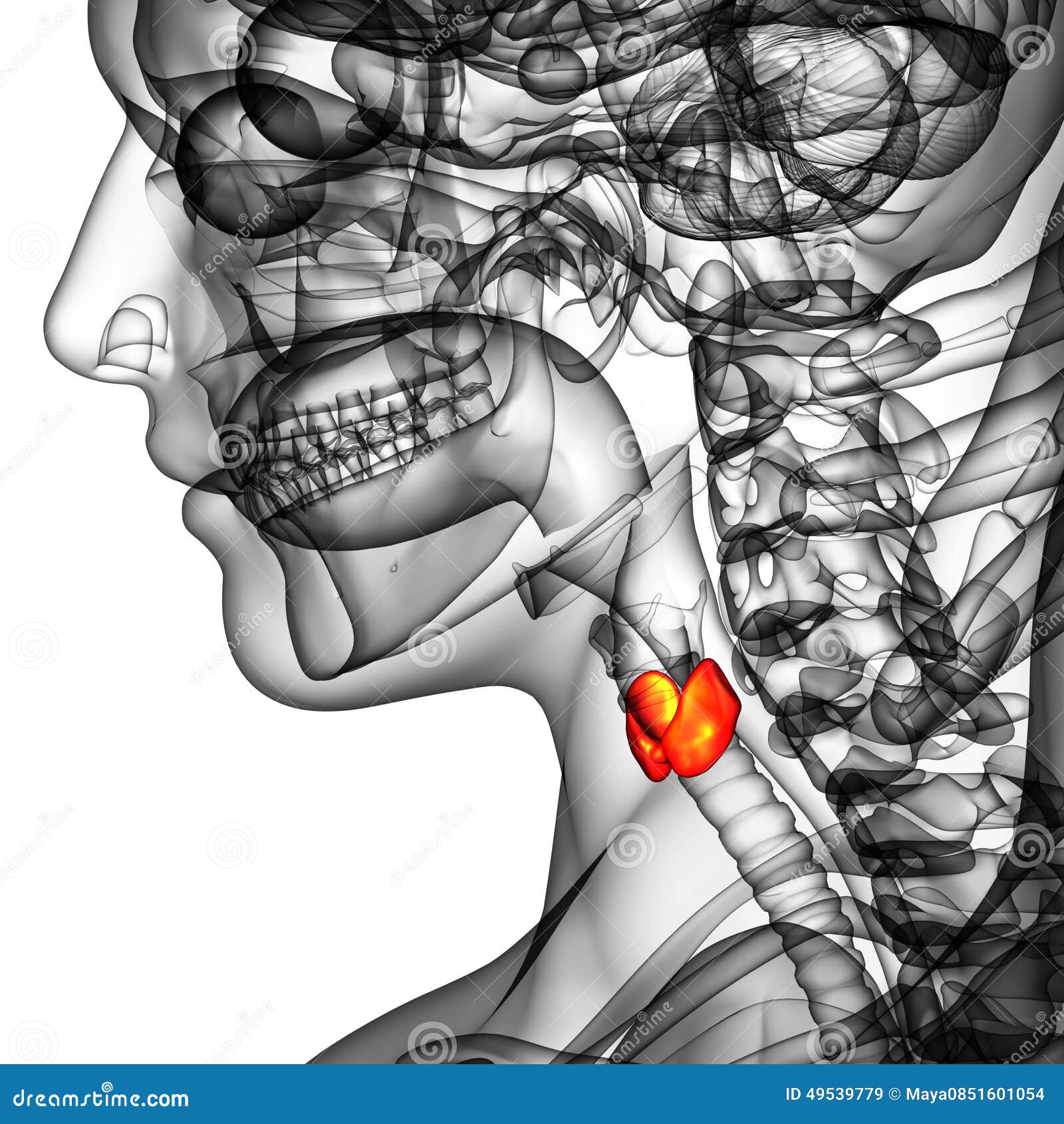 3d Rendered Illustration of the Thyroid Gland Stock Illustration ...