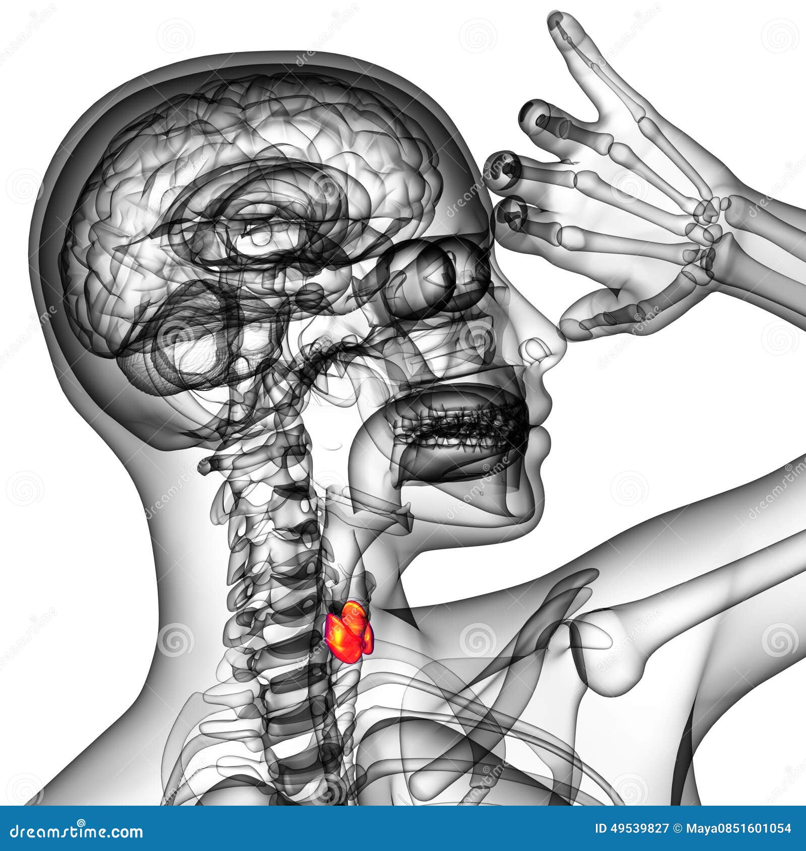 3d Rendered Illustration of the Thyroid Gland Stock Illustration ...