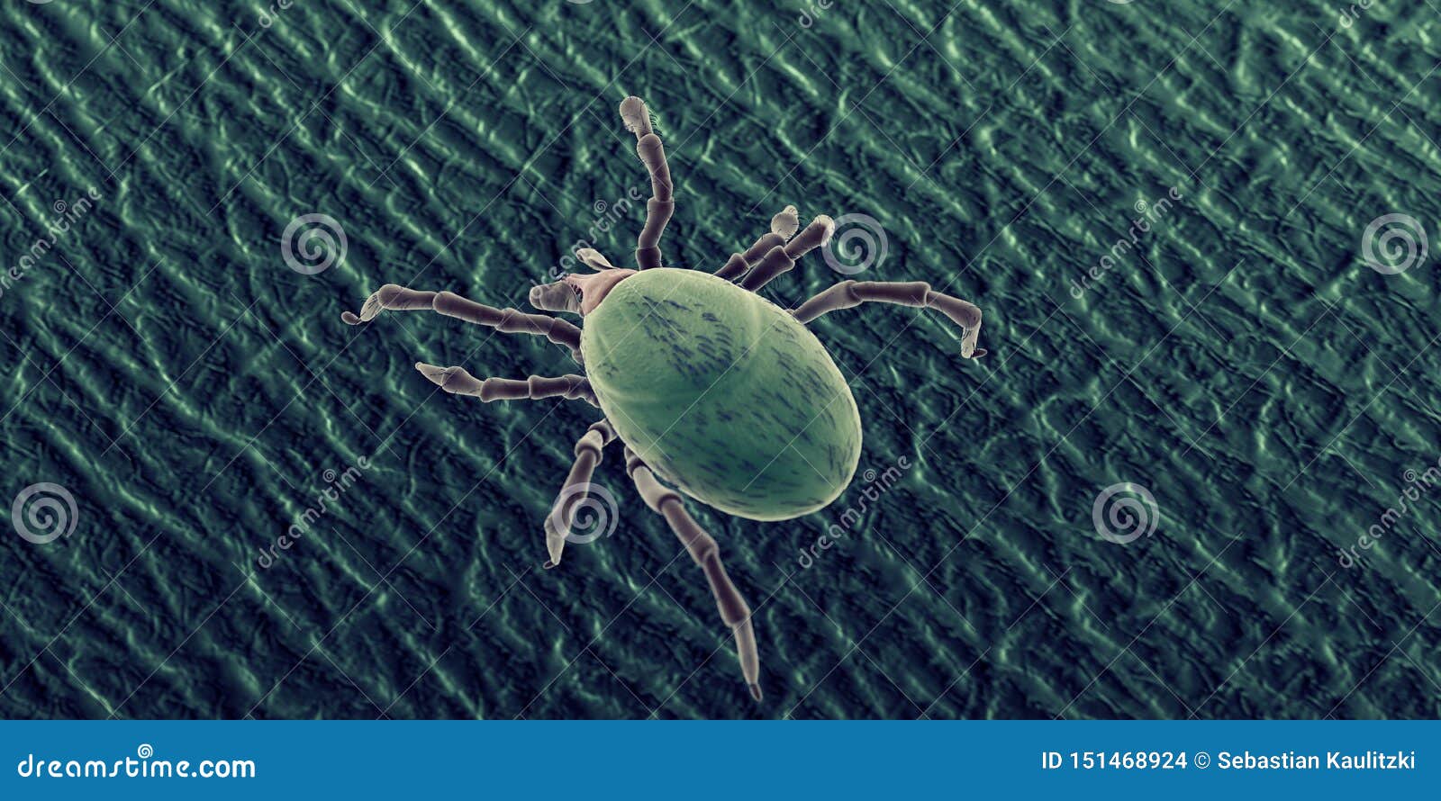 A tick stock illustration. Illustration of closeup, close - 151468924