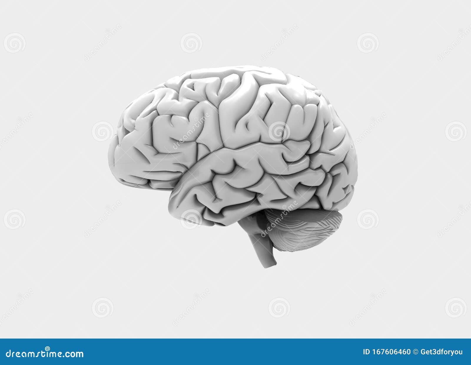 3D Rendered Image of Human Brain Side View Stock Illustration ...