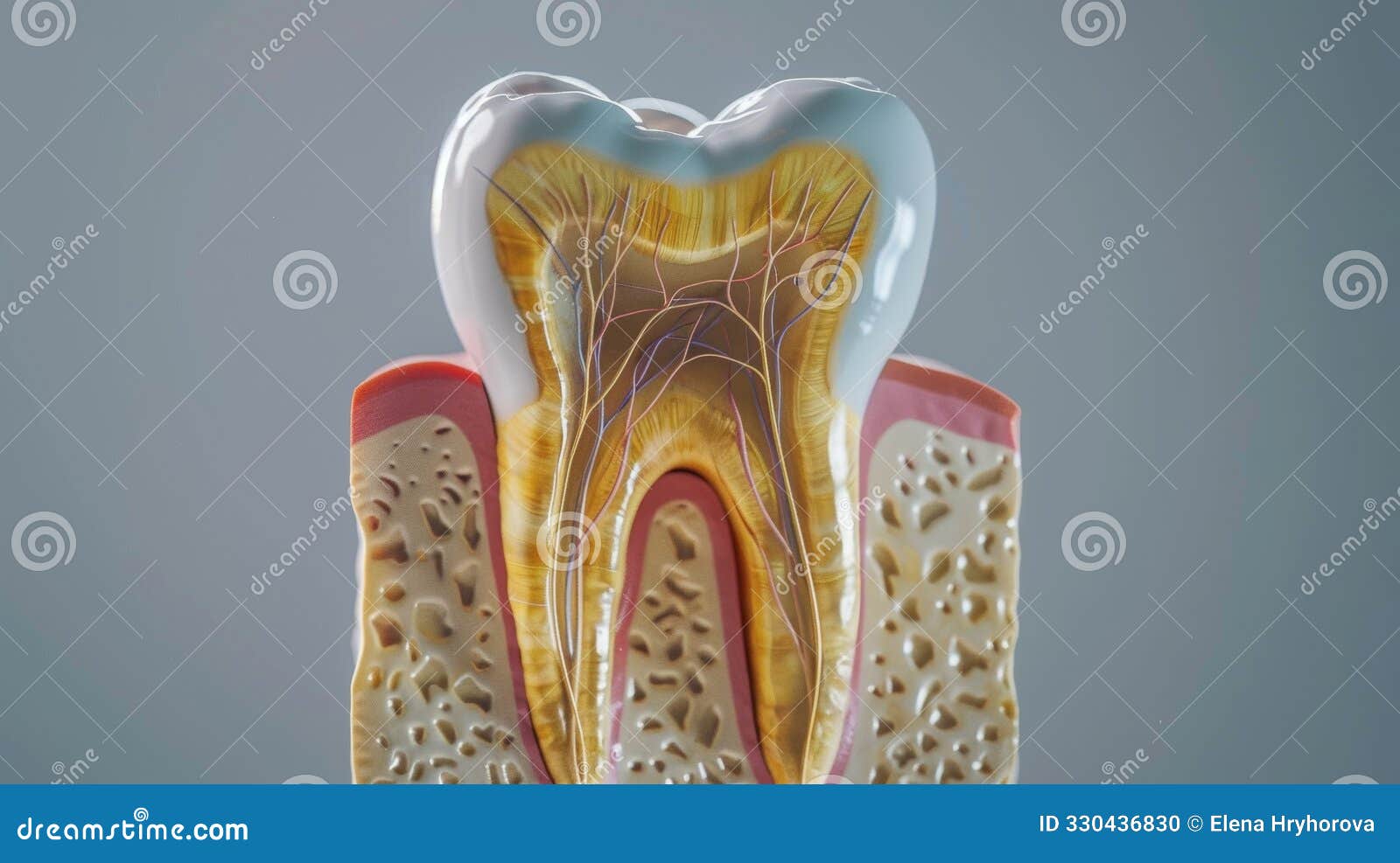 3D Rendered Image of a Tooth Cross-section Highlighting the Internal ...