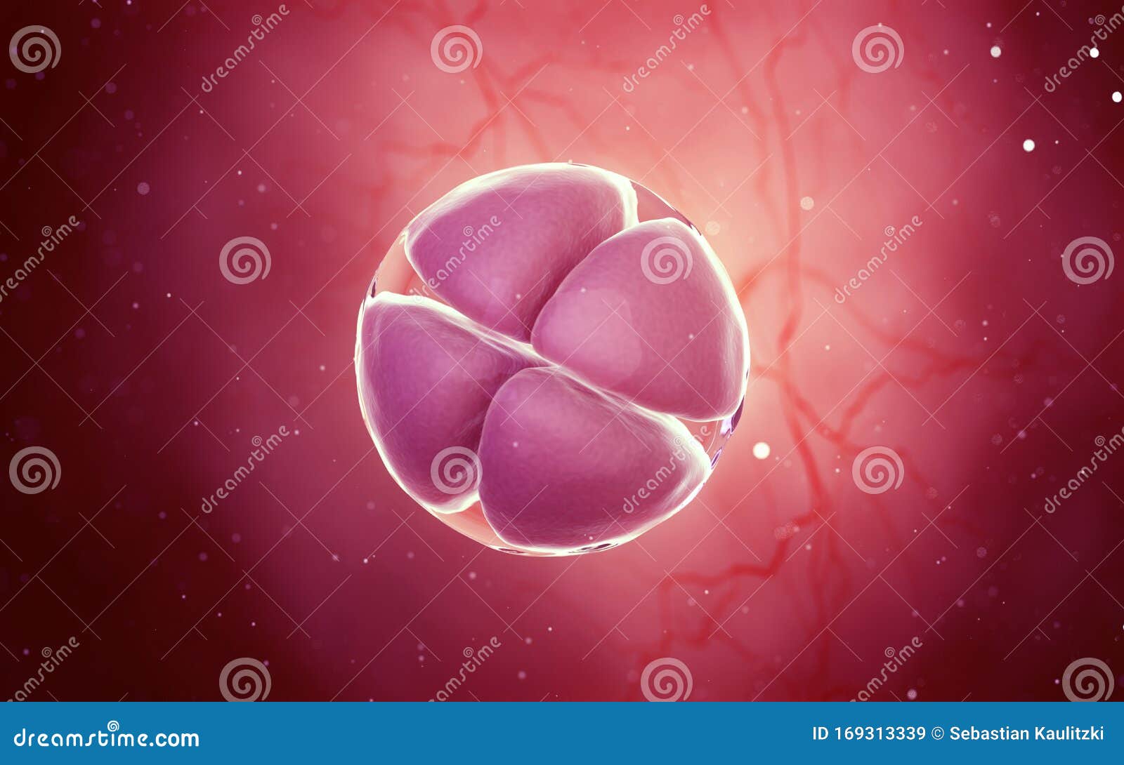 A 4 cell stage egg cell stock illustration. Illustration of ...