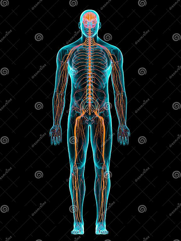 3D Rendered Illustration of Human Nervous System Stock Illustration ... 3D Rendered Illustration of Human Nervous System Stock Illustration ...