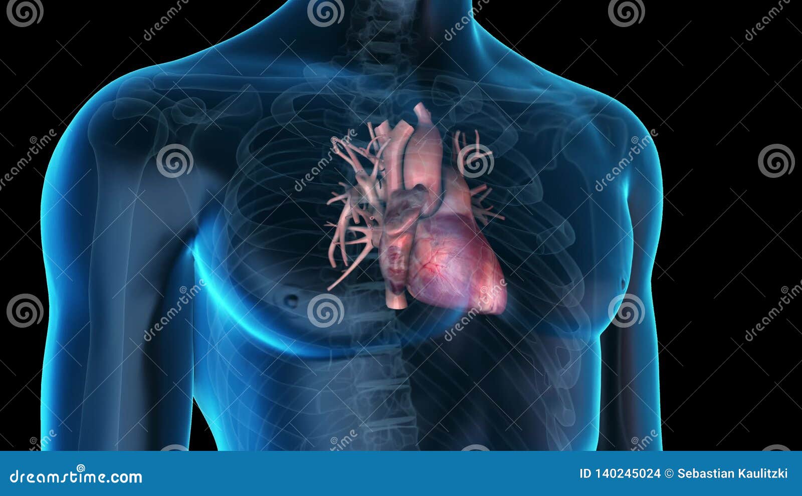 A beating heart stock footage. Video of blood, blue - 140245024