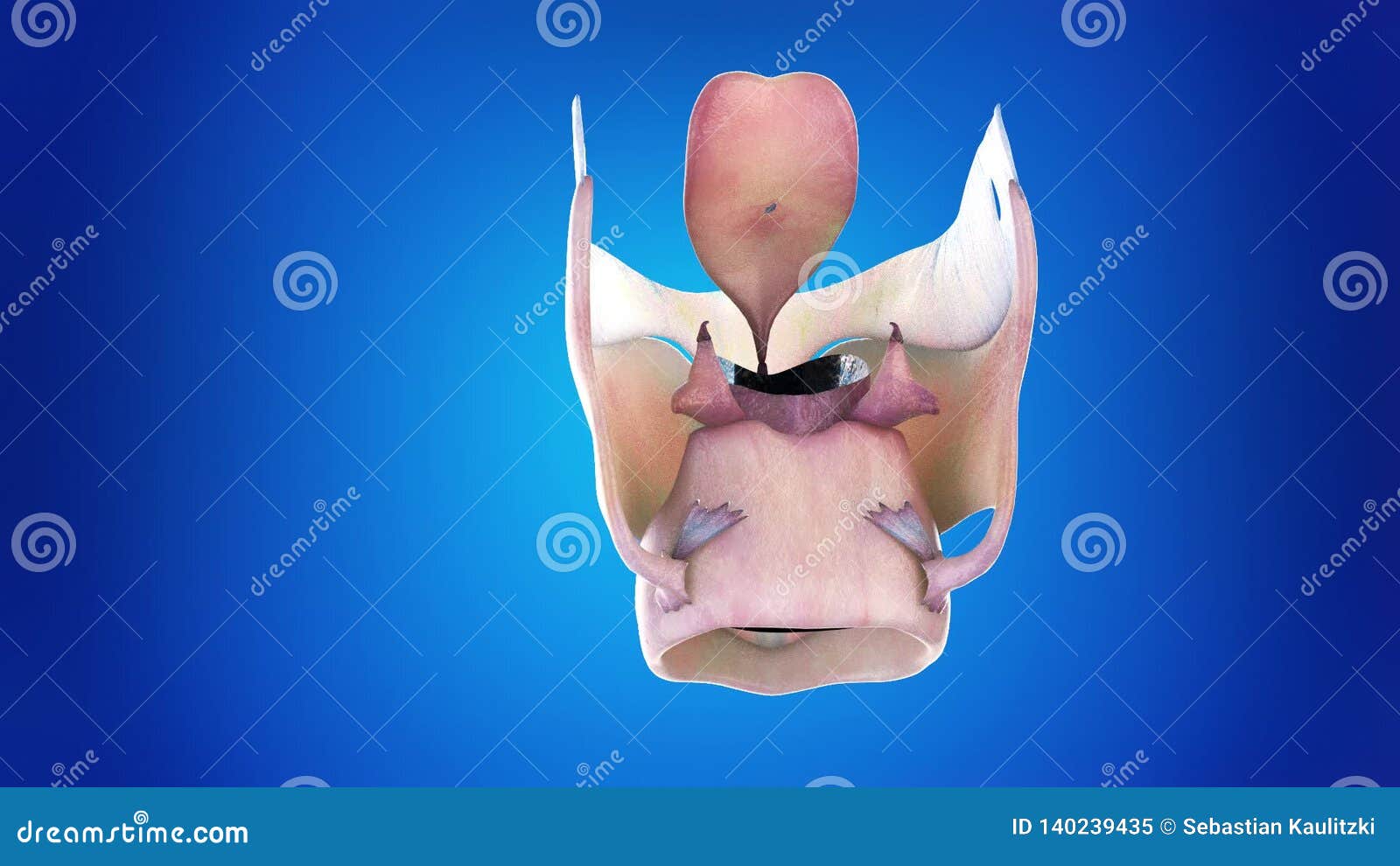 The human larynx stock video. Video of inside, biology - 140239435