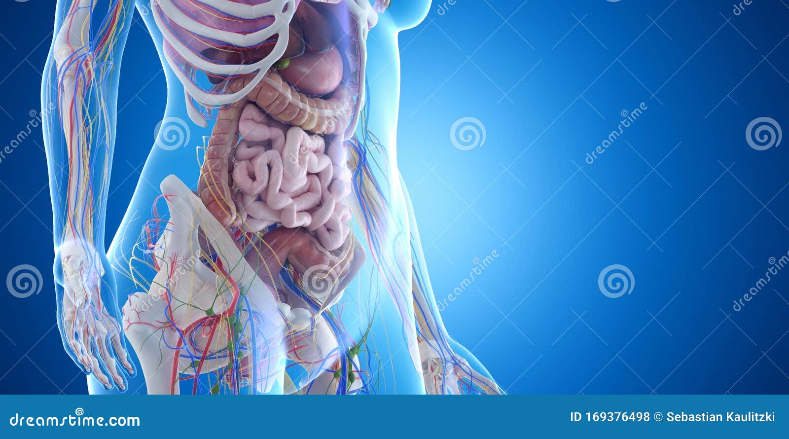 The abdominal organs stock illustration. Illustration of biology ...