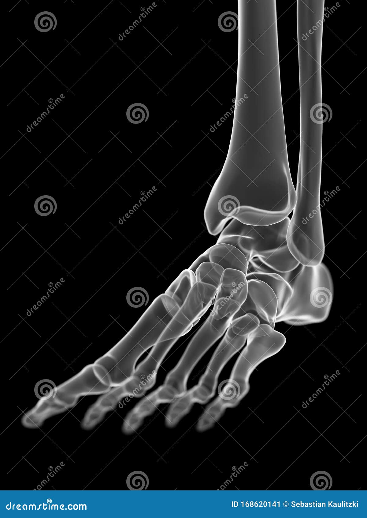 Ankle Joint Vector Illustration. Labeled Educational Leg Structure ...