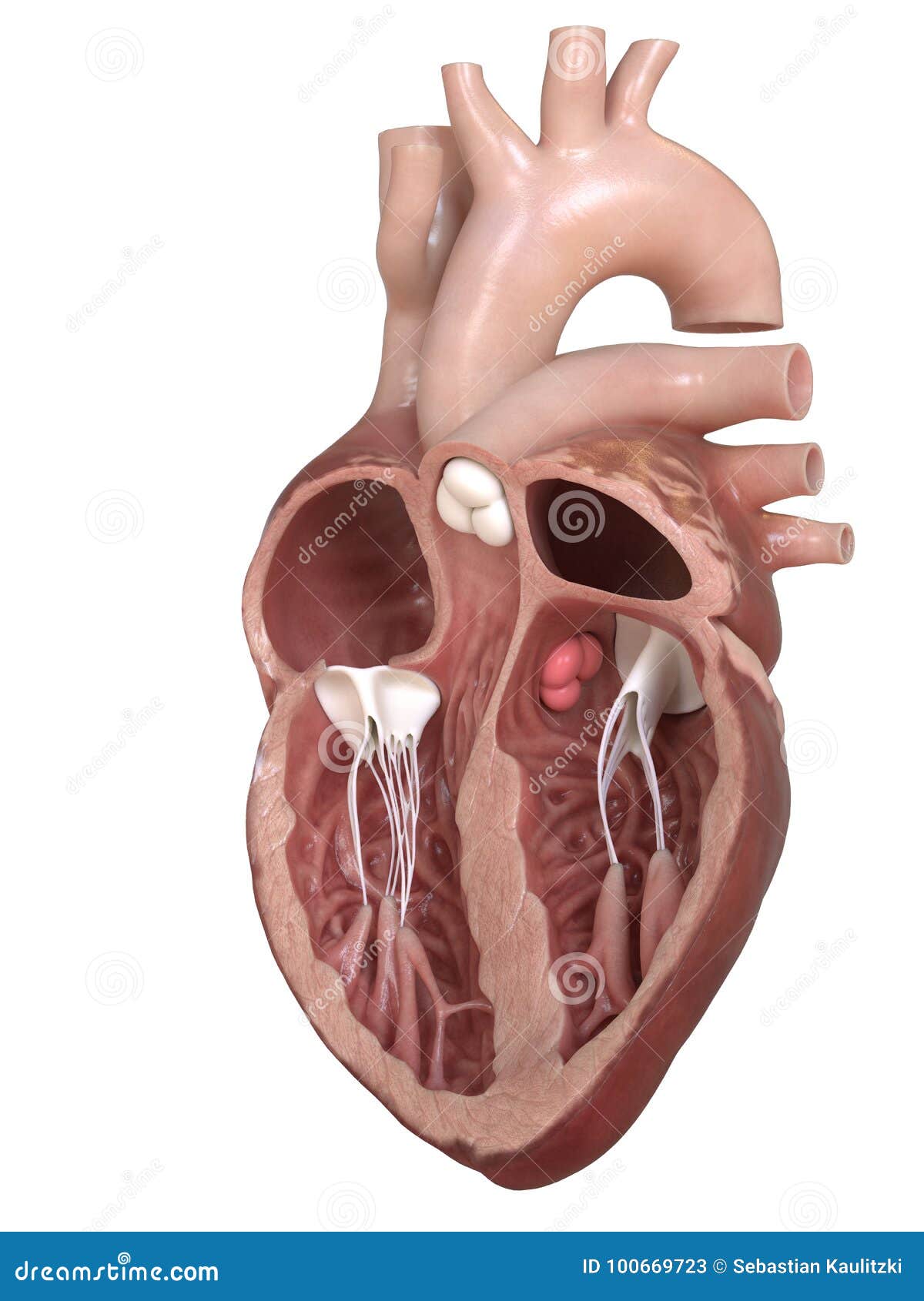 The aortic valve stock illustration. Illustration of accurate - 100669723