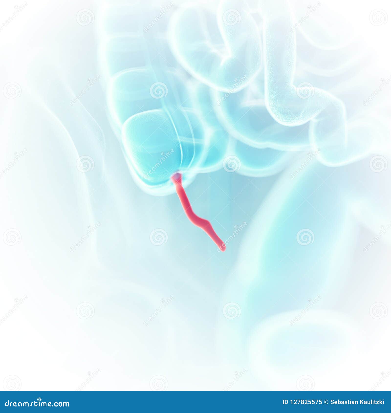 Appendix - Male Anatomy Of Human Organs - X-ray View Stock Image ...
