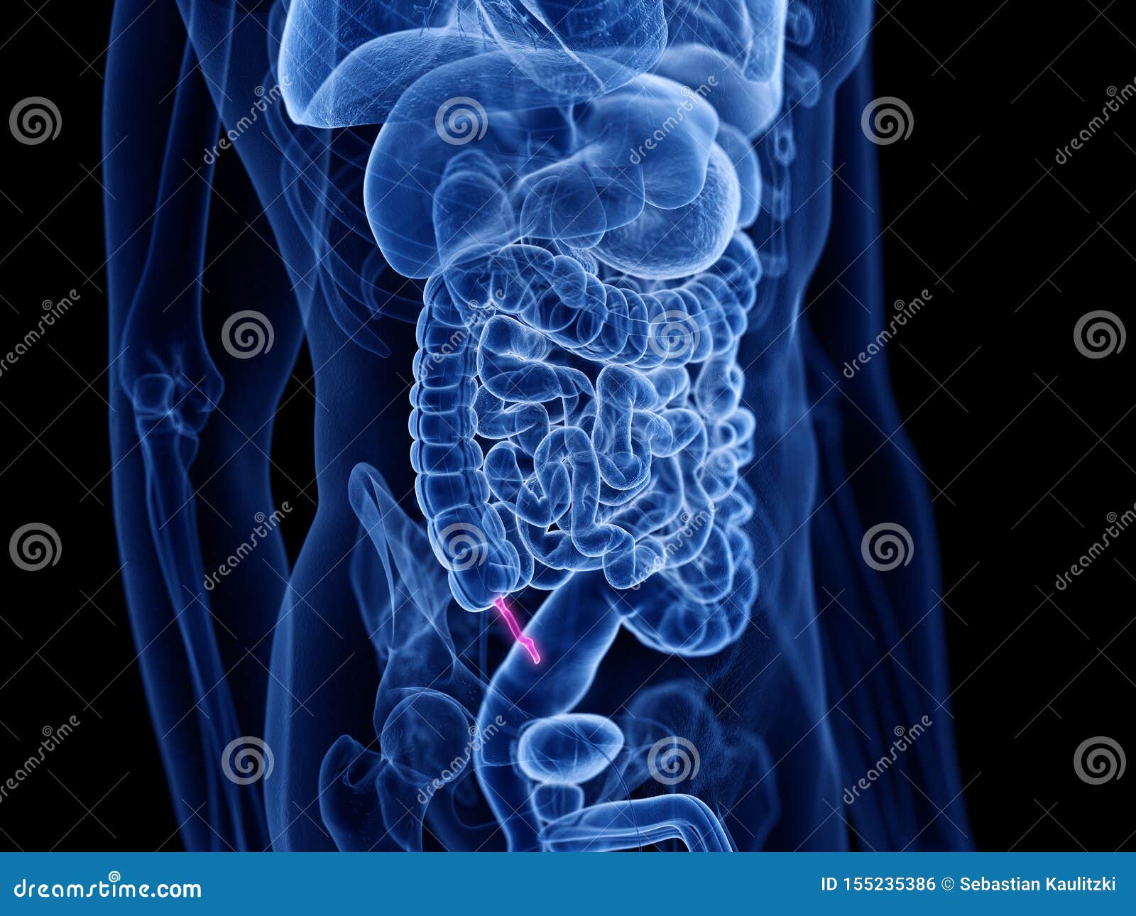 The appendix stock illustration. Illustration of appendix - 155235386