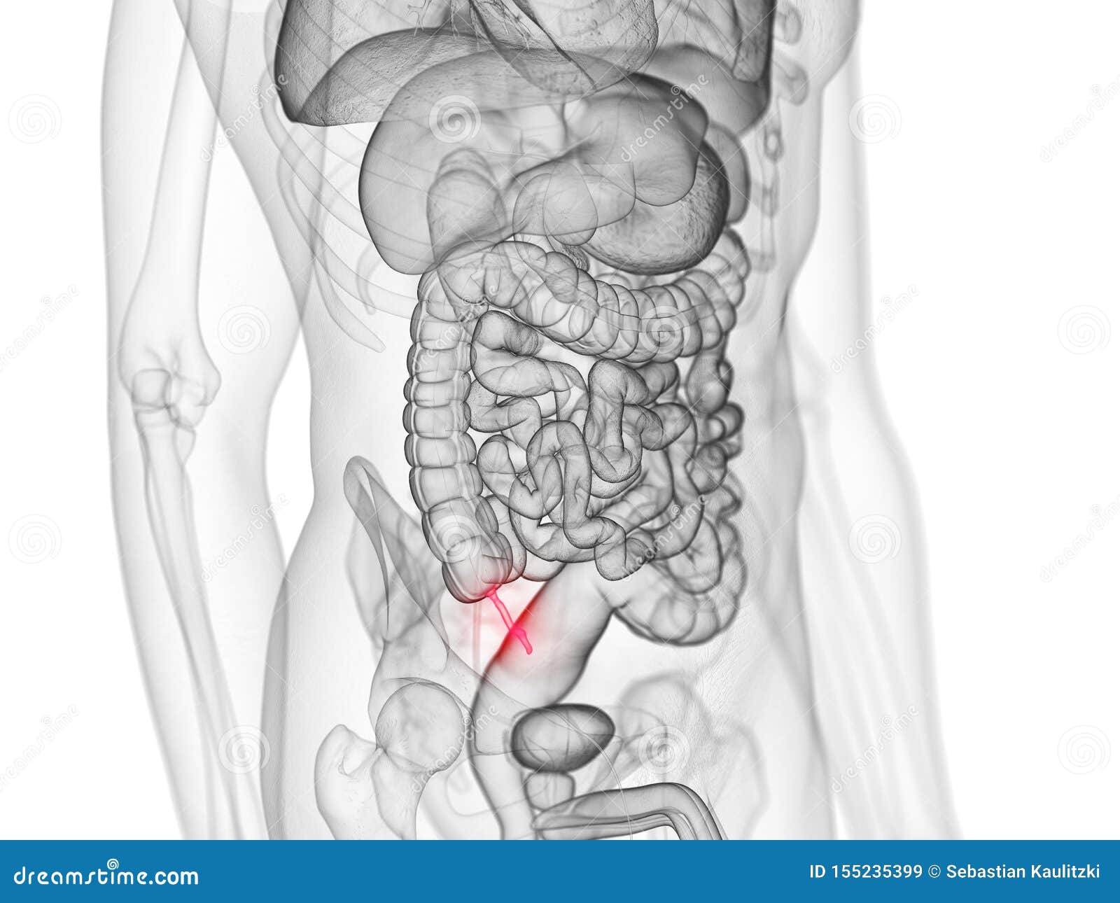 The appendix stock illustration. Illustration of body - 155235399