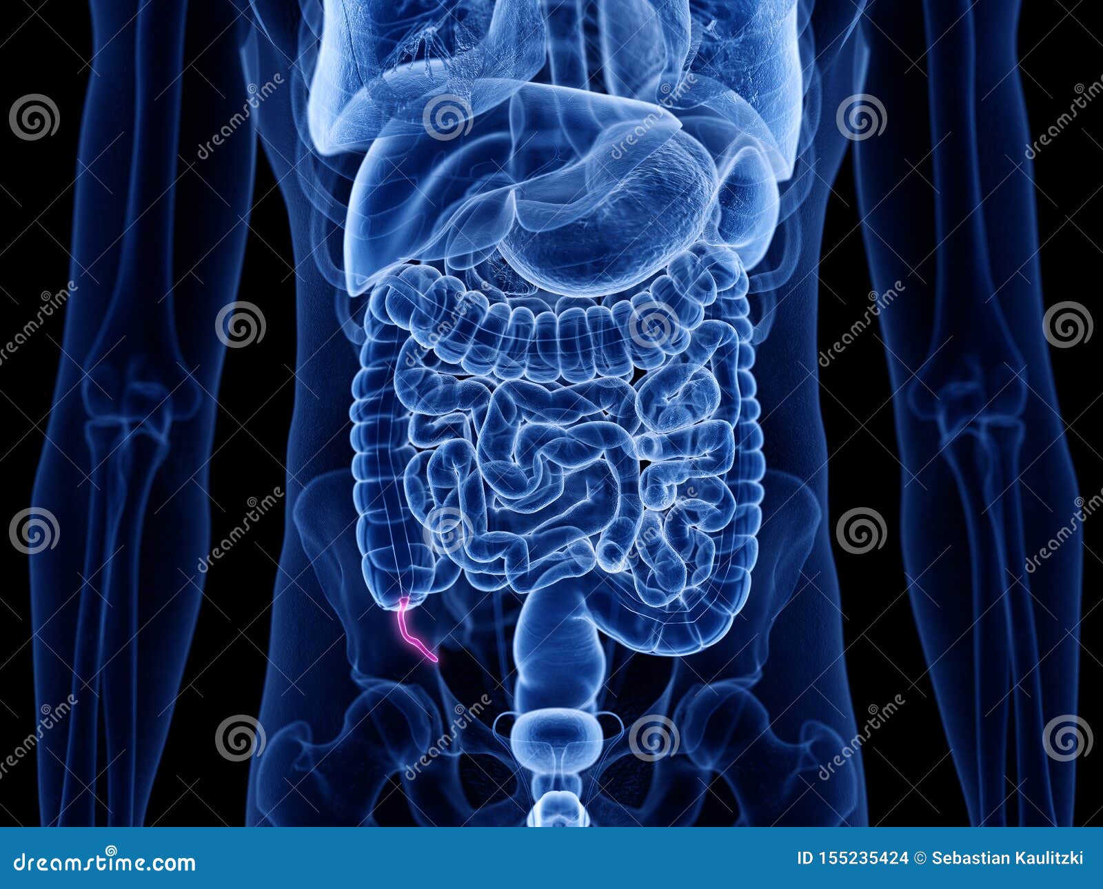 The appendix stock illustration. Illustration of male - 155235424