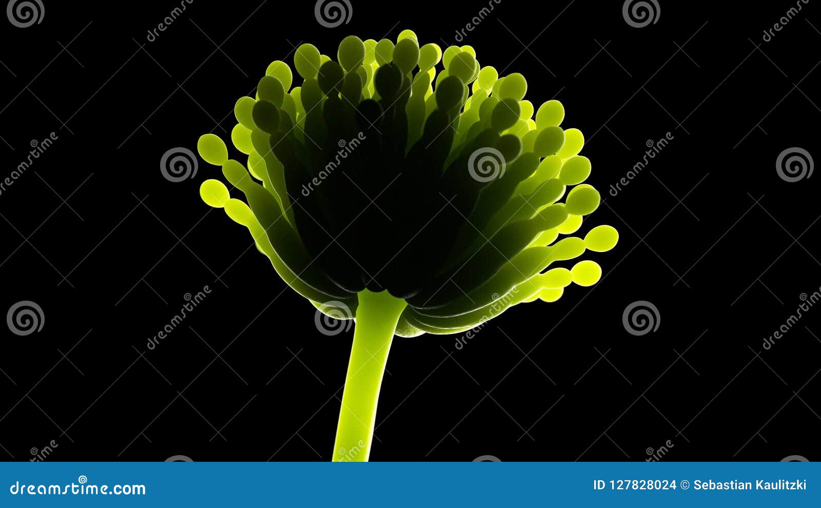 Aspergillus Mold Vector Illustration Isolated On White Background ...