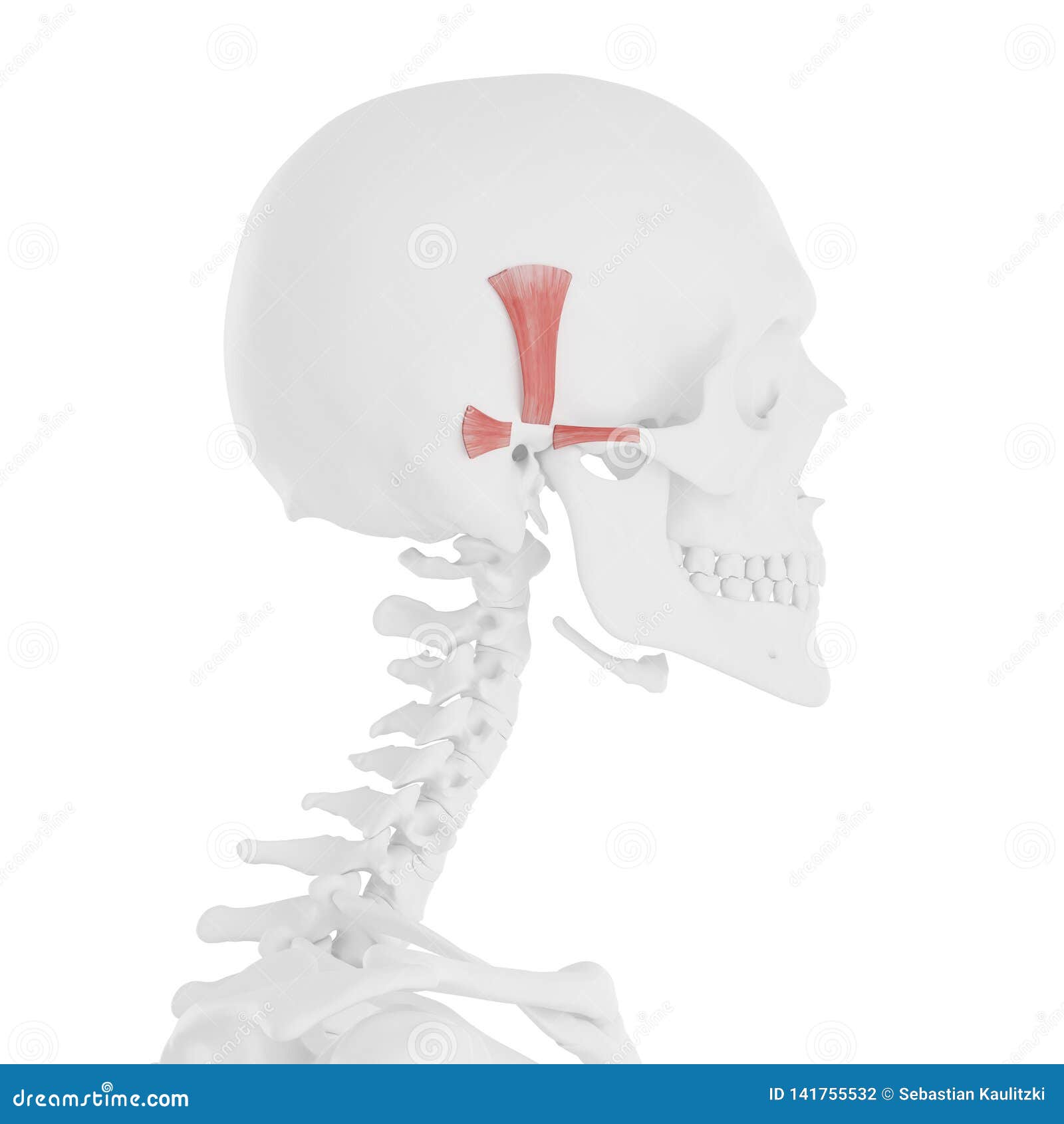 The Auricularis Muscles stock illustration. Illustration of auricularis ...