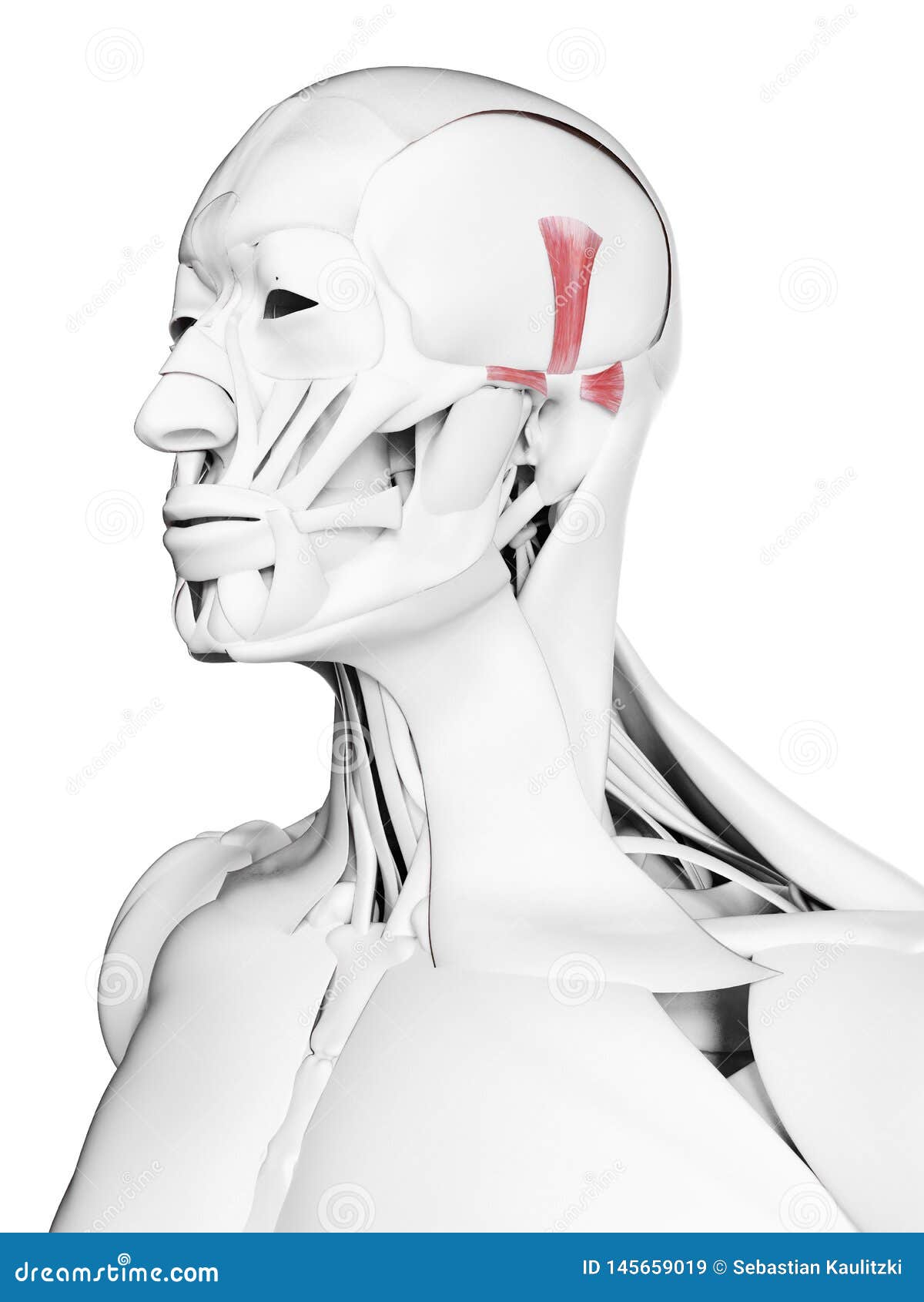 The auricularis muscles stock illustration. Illustration of medical ...