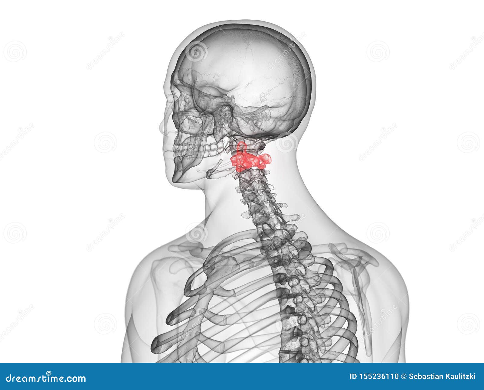 The axis vertebrae stock illustration. Illustration of spinal - 155236110