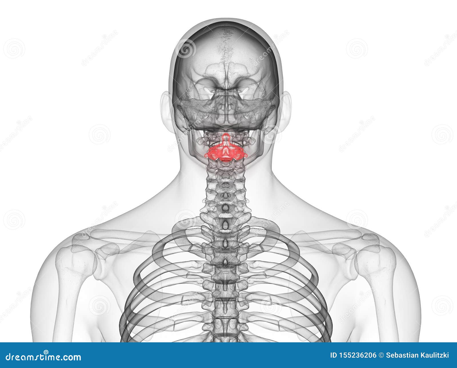 Axis Vertebra Labeled Diagram Vector Illustration Drawing ...