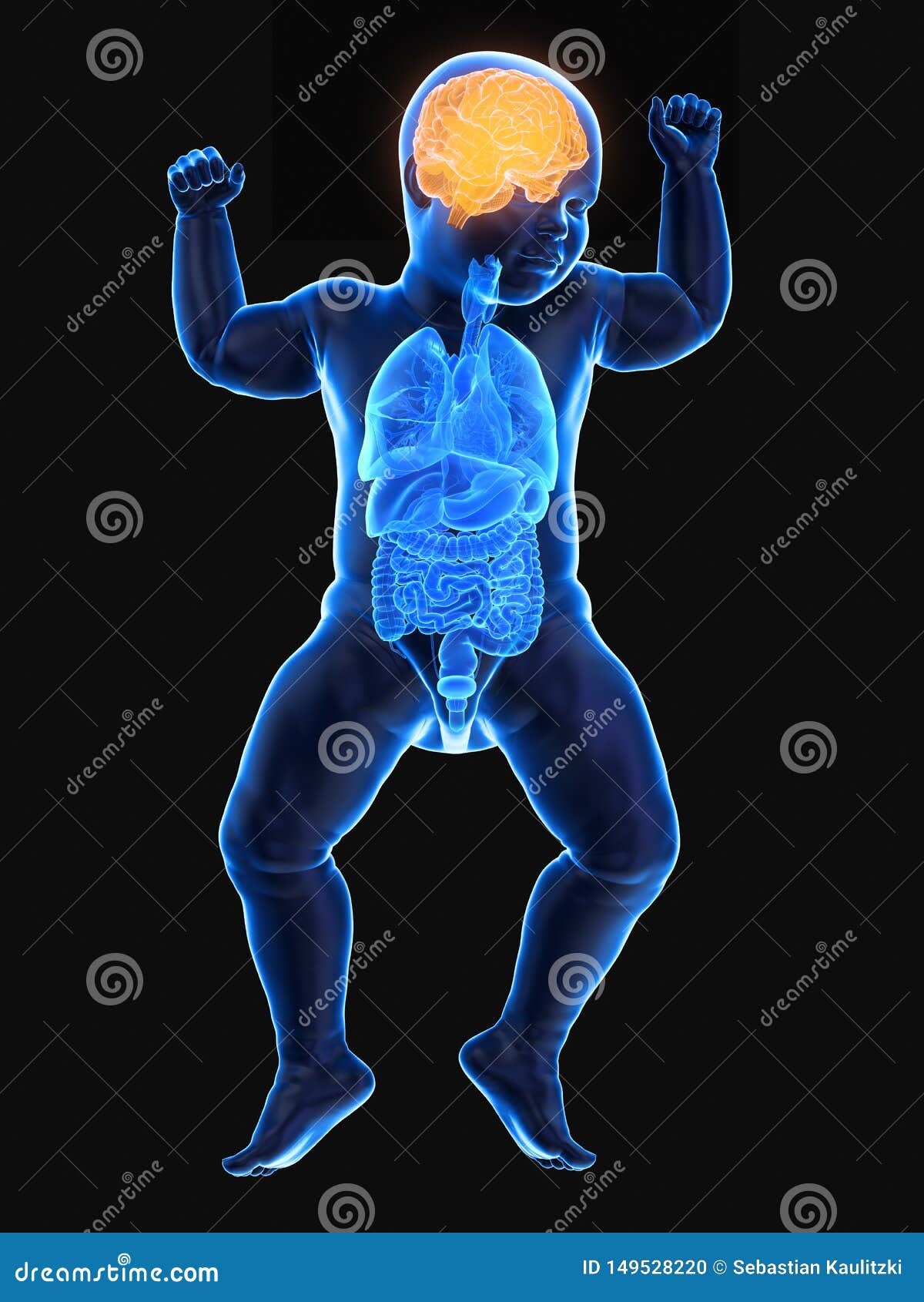 A babys brain stock illustration. Illustration of internal - 149528220