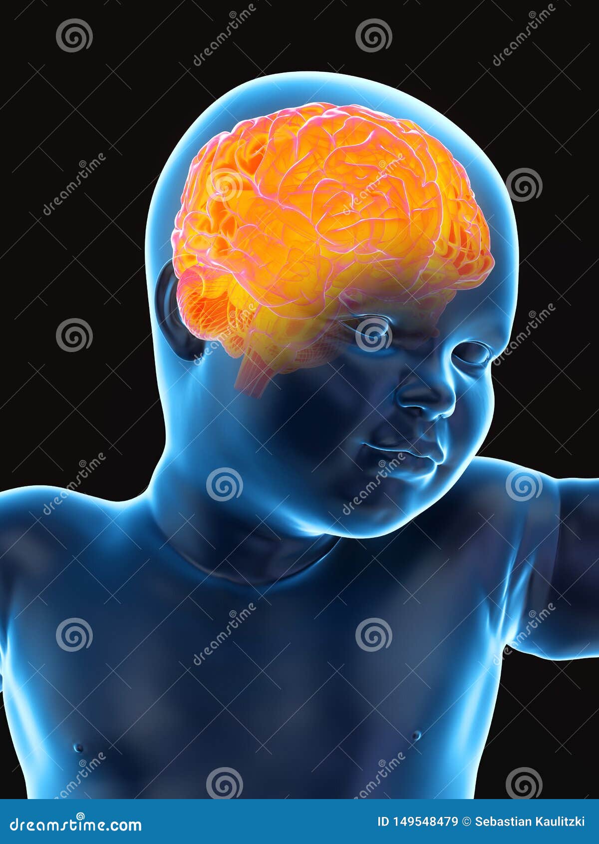 A babys brain stock illustration. Illustration of encephalon - 149548479