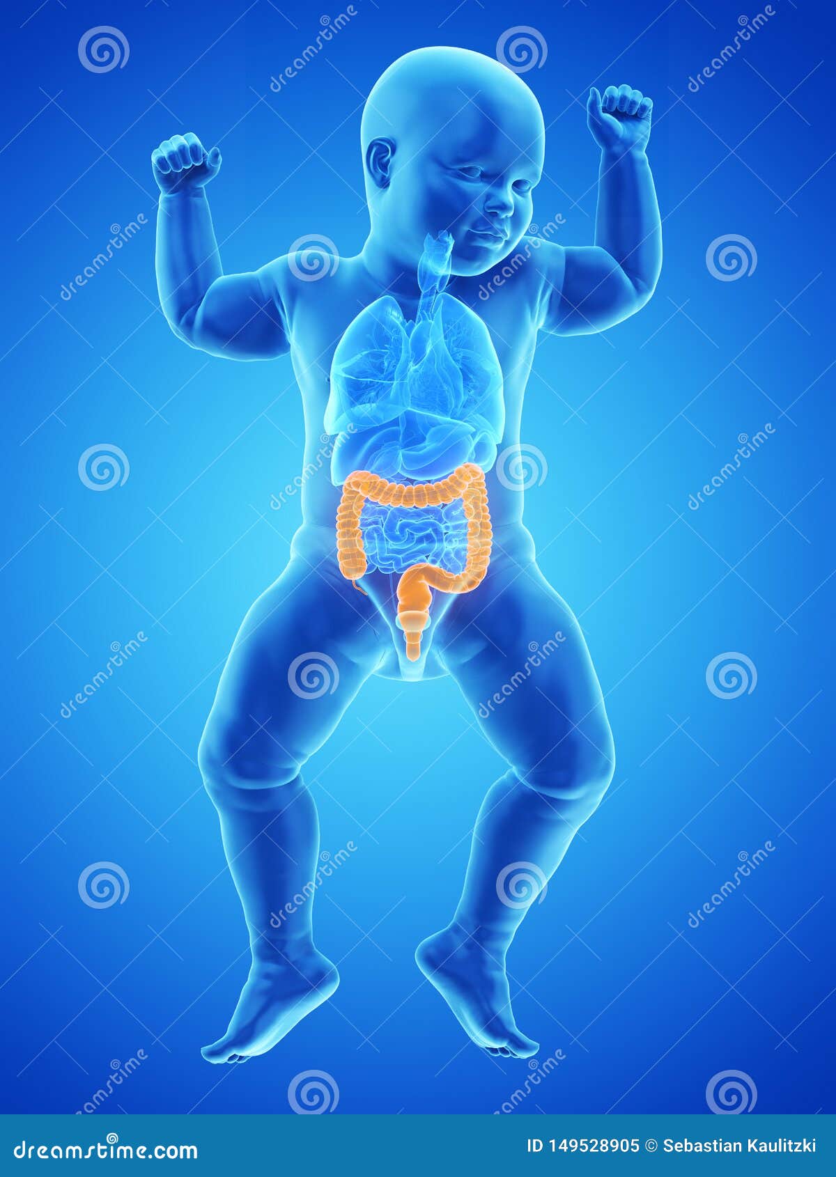 A babys colon stock illustration. Illustration of abdomen - 149528905