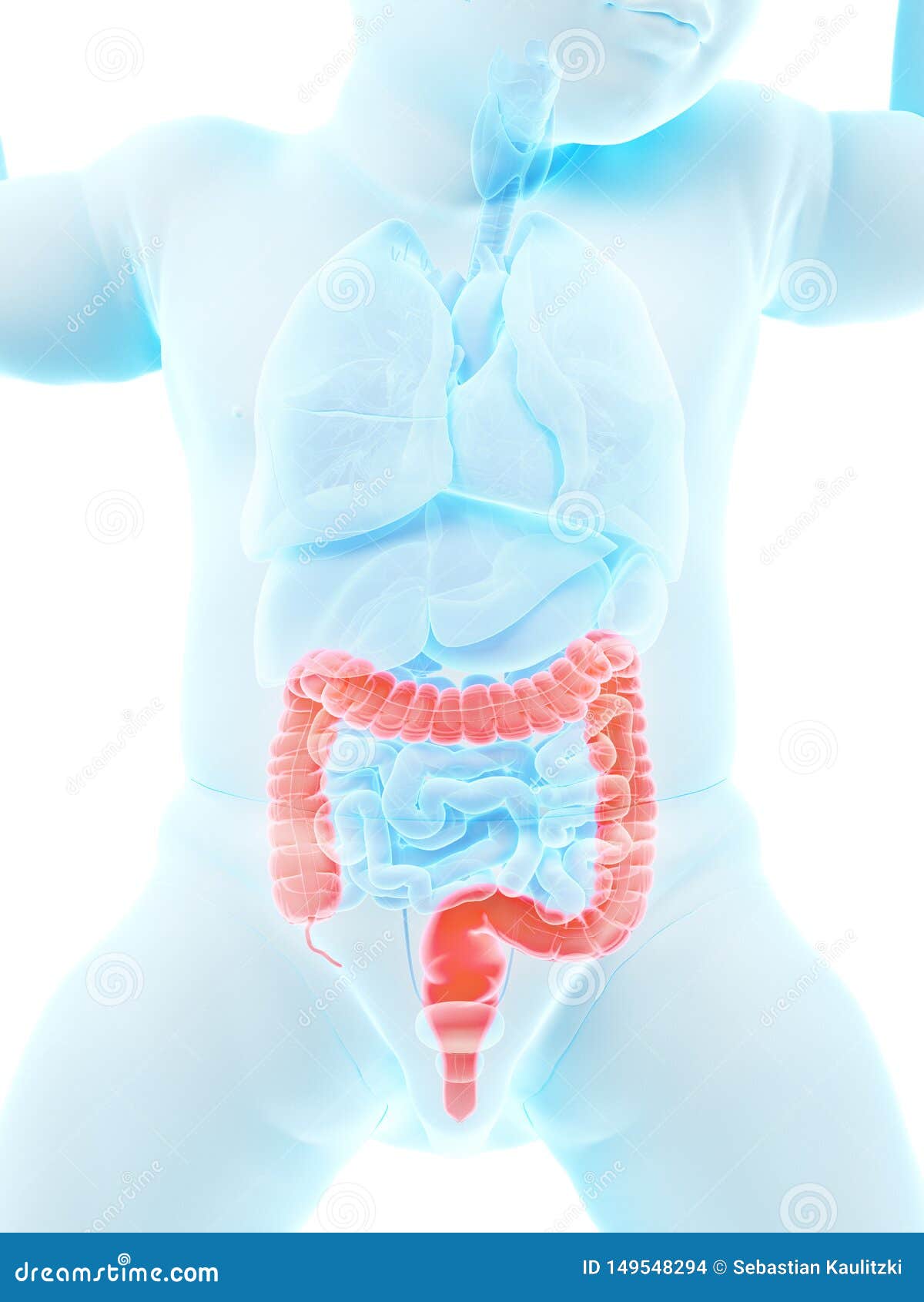 A babys colon stock illustration. Illustration of baby - 149548294