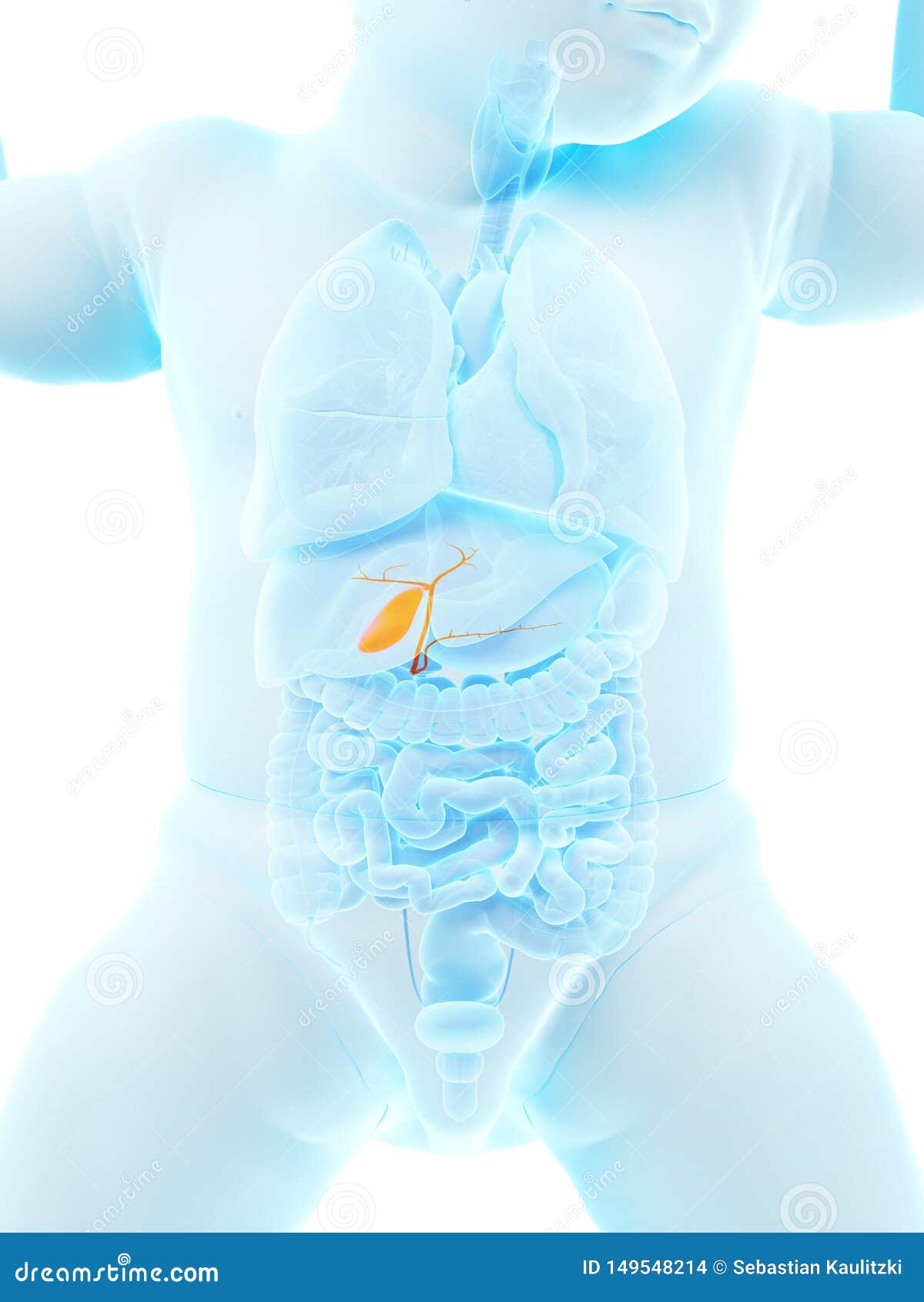 A babys gallbladder stock illustration. Illustration of growth - 149548214