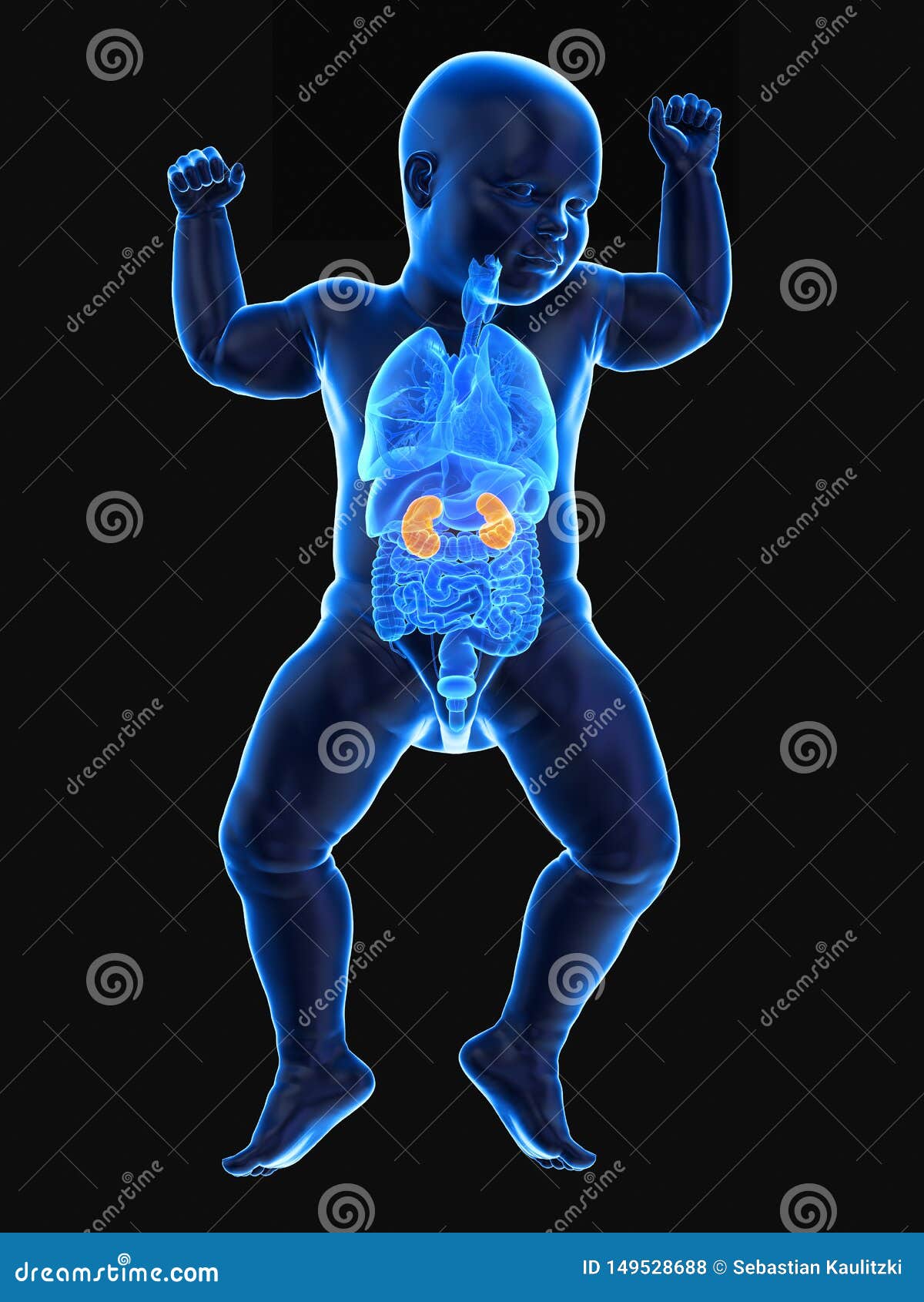 A babys kidneys stock illustration. Illustration of rendering - 149528688