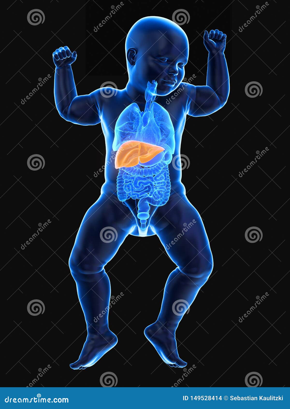 A babys liver stock illustration. Illustration of cirrhosis - 149528414