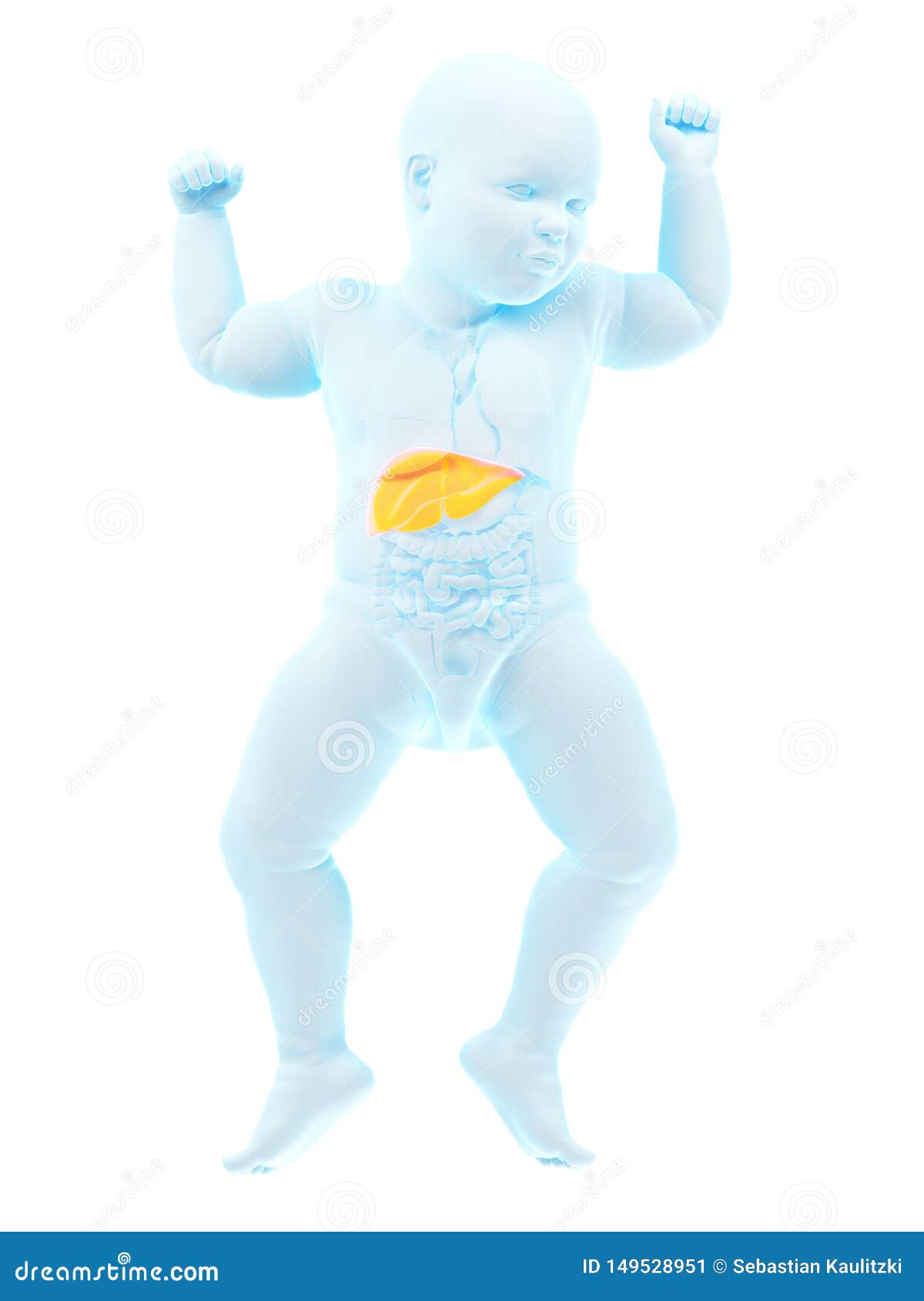 A babys liver stock illustration. Illustration of detox - 149528951