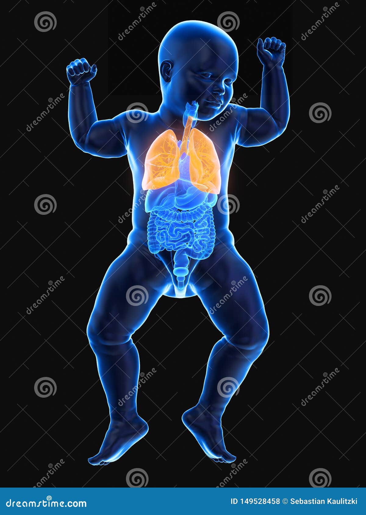 A babys lung stock illustration. Illustration of clinical - 149528458