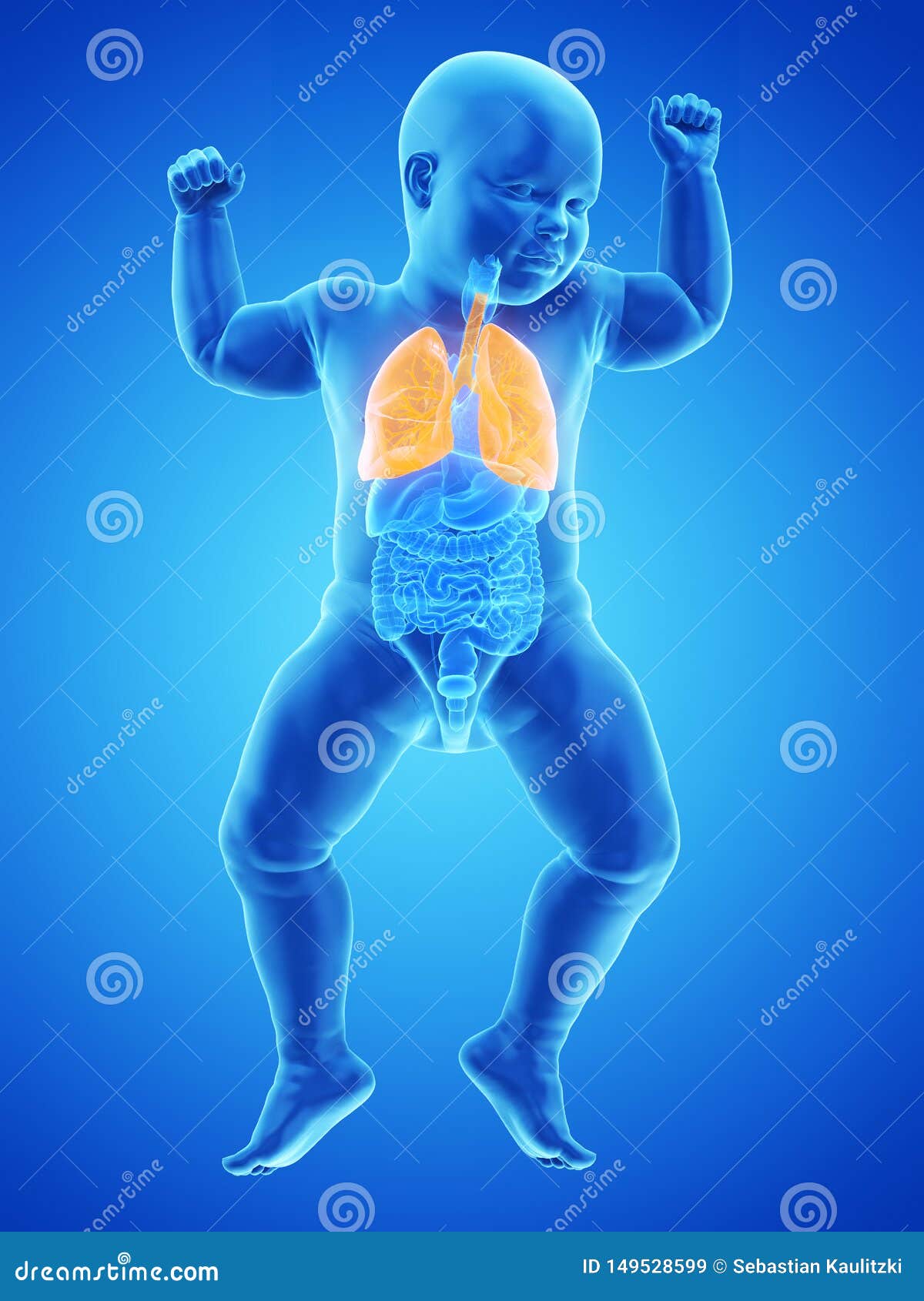 A babys lung stock illustration. Illustration of bronchioles - 149528599