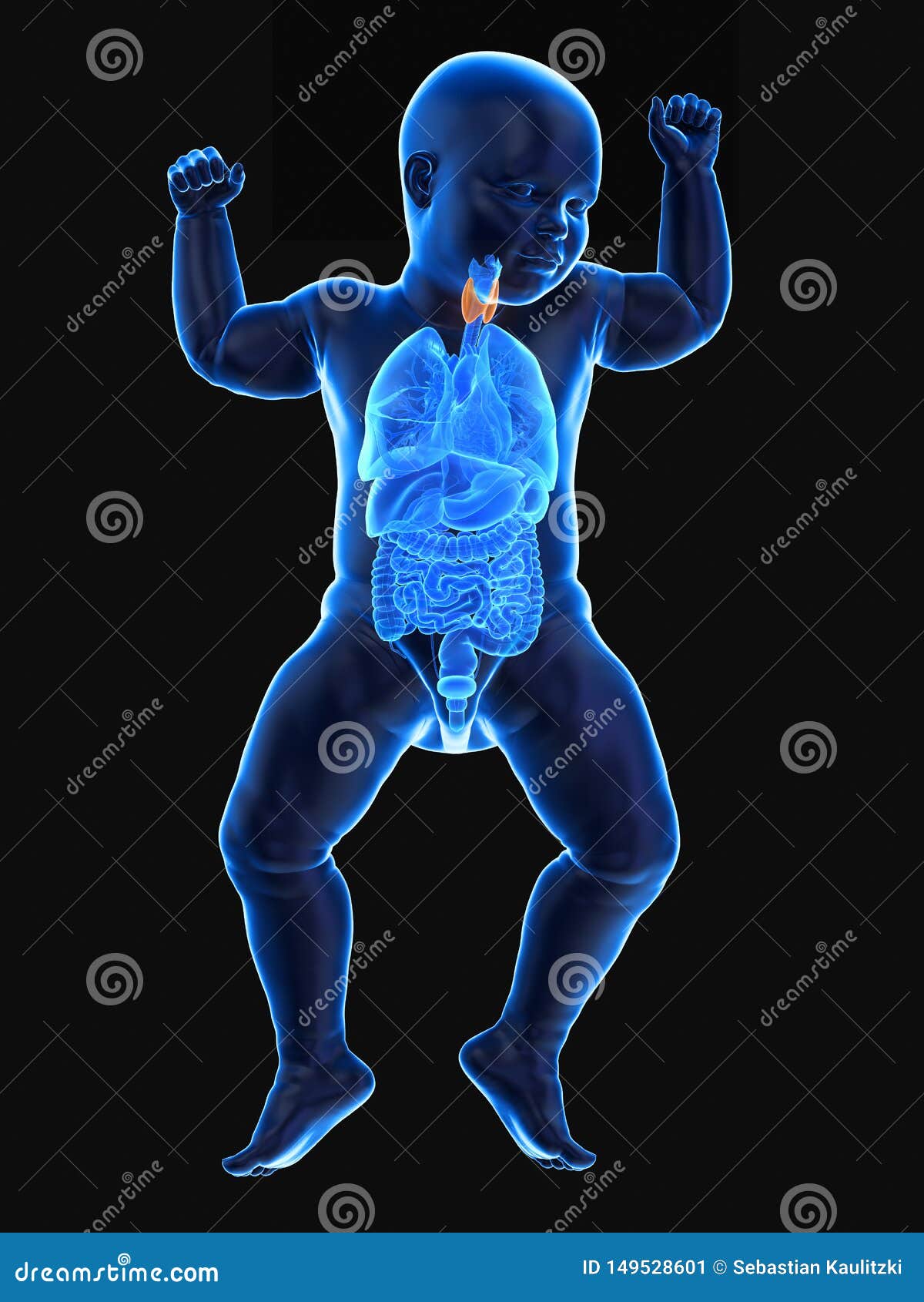 A babys thyroid stock illustration. Illustration of hashimotos - 149528601