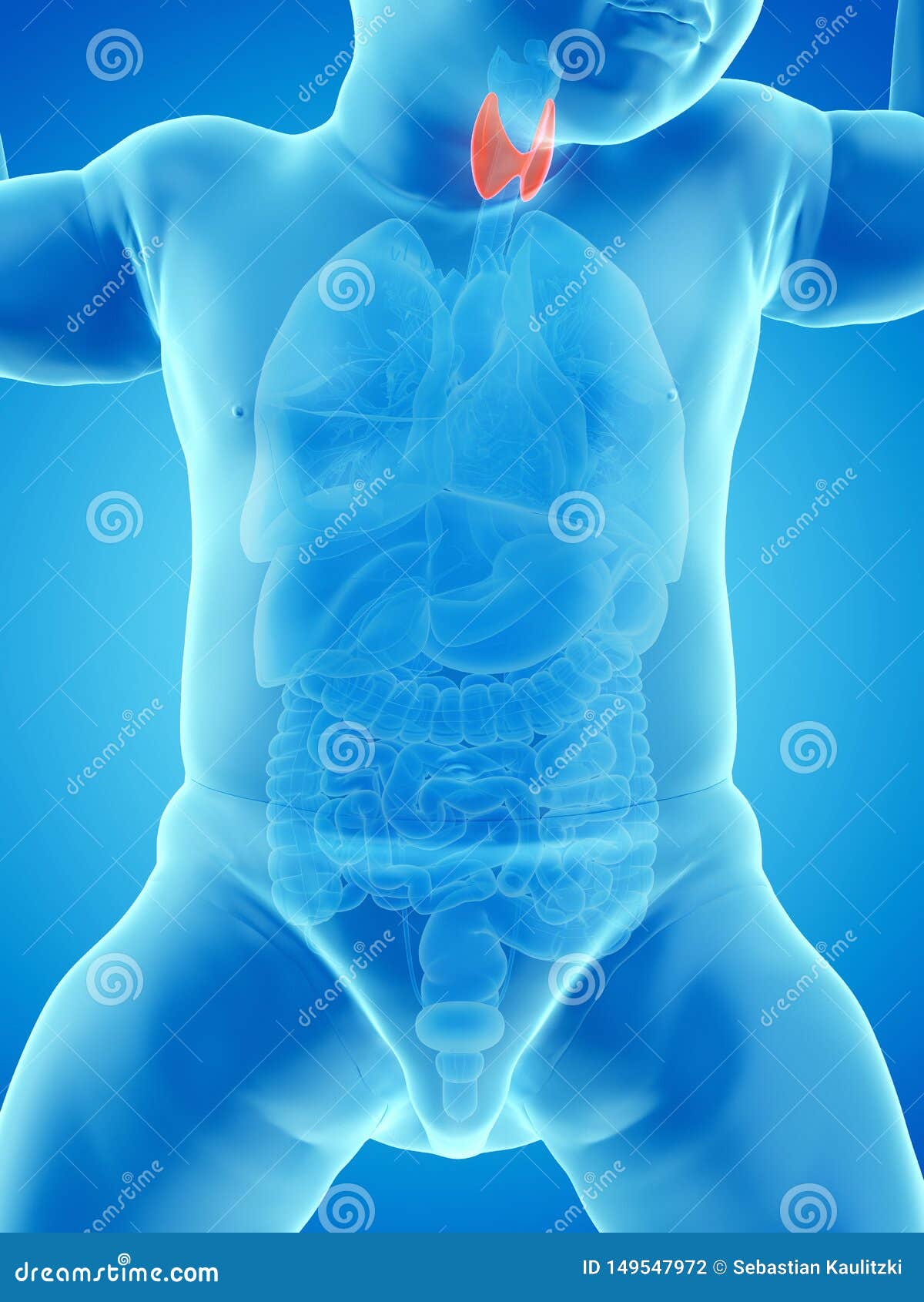 A babys thyroid gland stock illustration. Illustration of body - 149547972