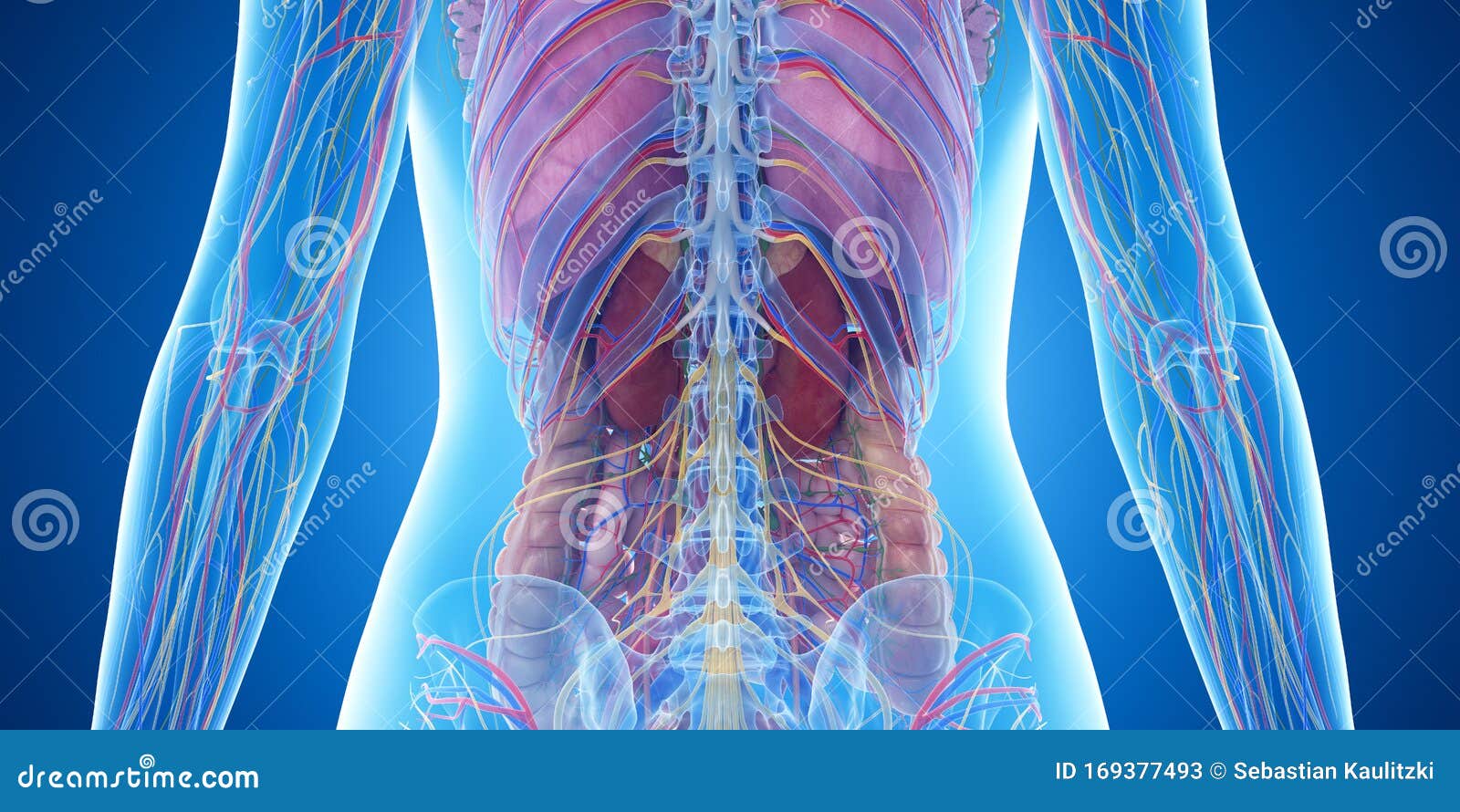 The back anatomy stock illustration. Illustration of body - 169377493