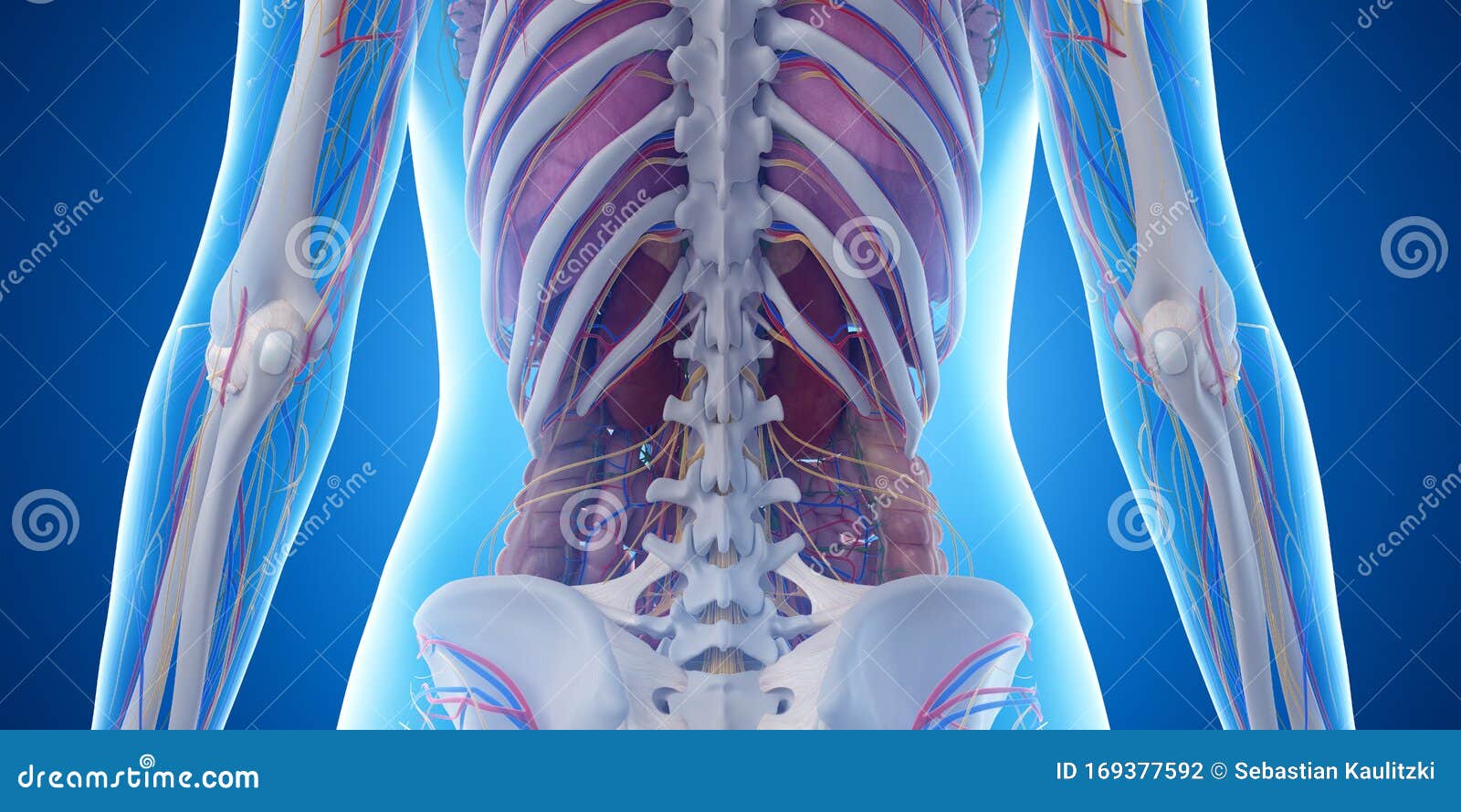 The back anatomy stock illustration. Illustration of anatomical - 169377592