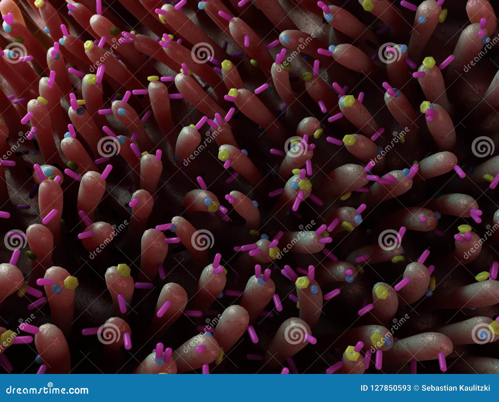 Bacteria Inside of the Intestine Stock Illustration - Illustration of ...