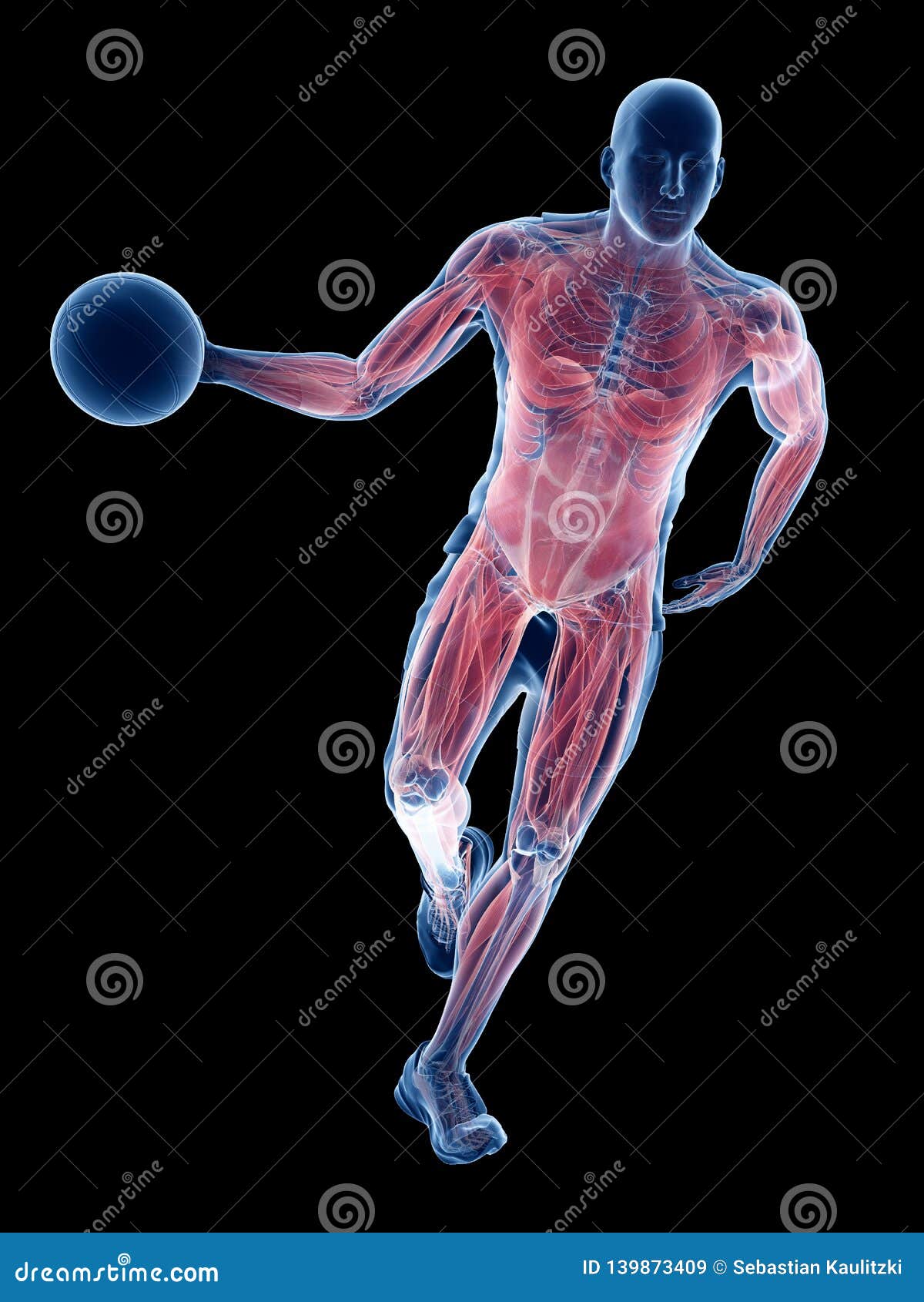 A Basketball Players Muscles Stock Illustration - Illustration of ... A Basketball Players Muscles Stock Illustration - Illustration of ...