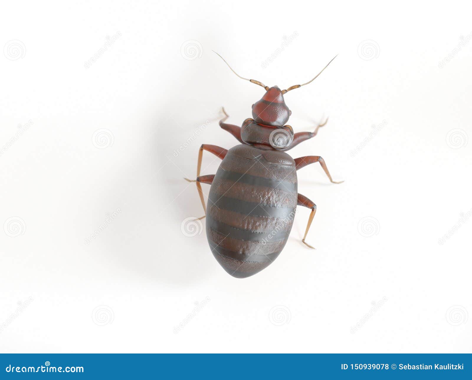 A bed bug stock illustration. Illustration of male, insect - 150939078