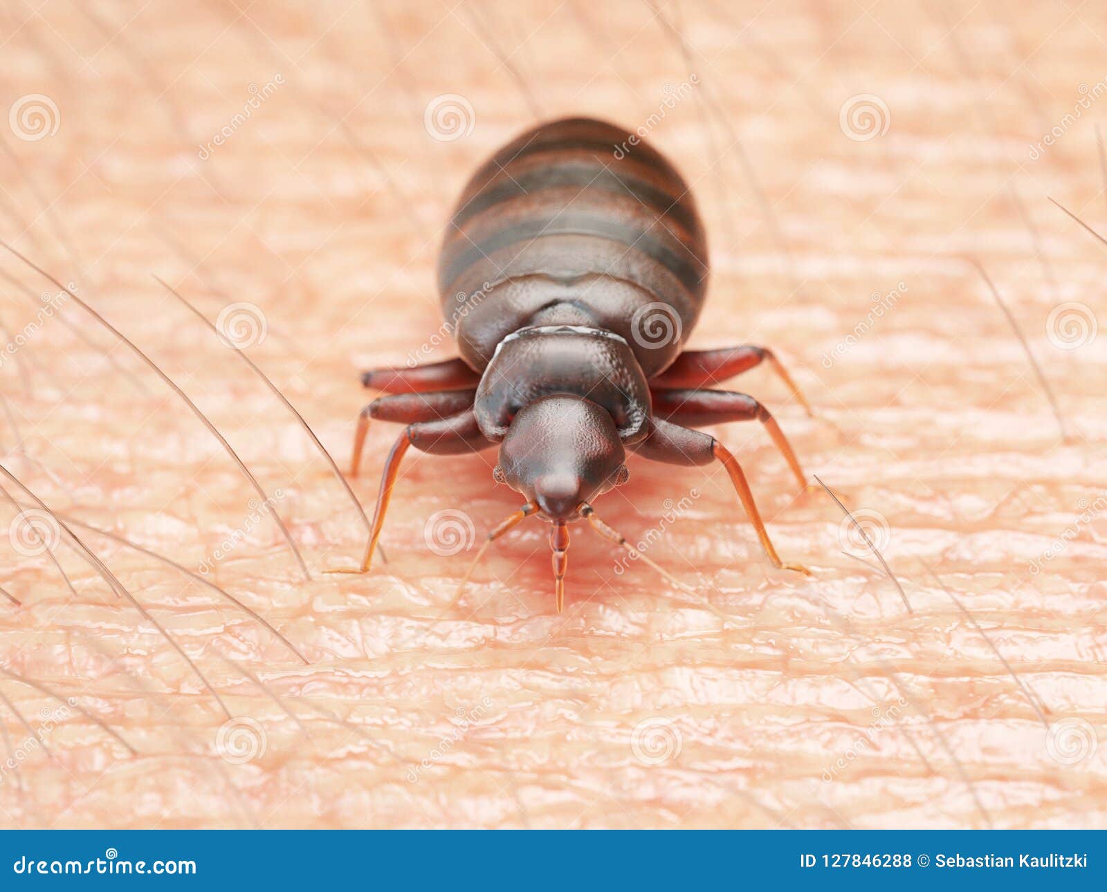 Bedbug Cimex Lecturalius Illustration, Drawing, Engraving, Ink, Line ...