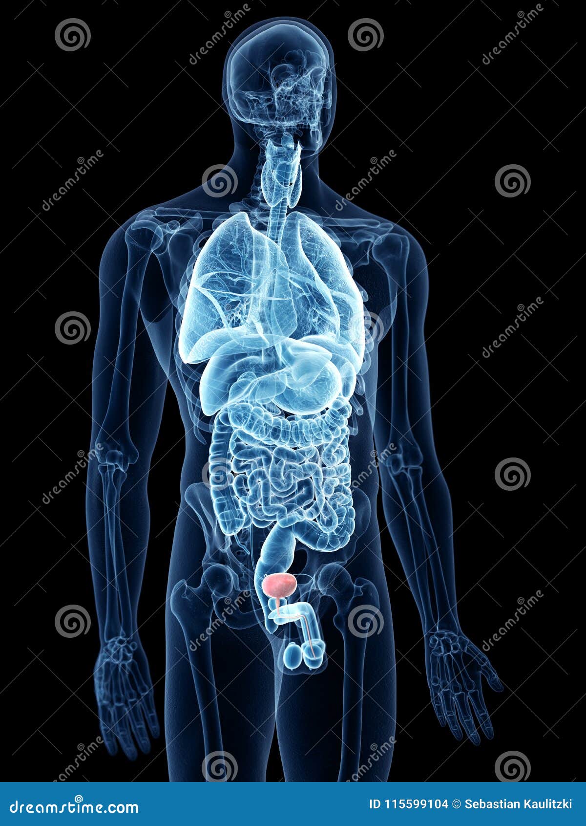 The bladder stock illustration. Illustration of medically - 115599104