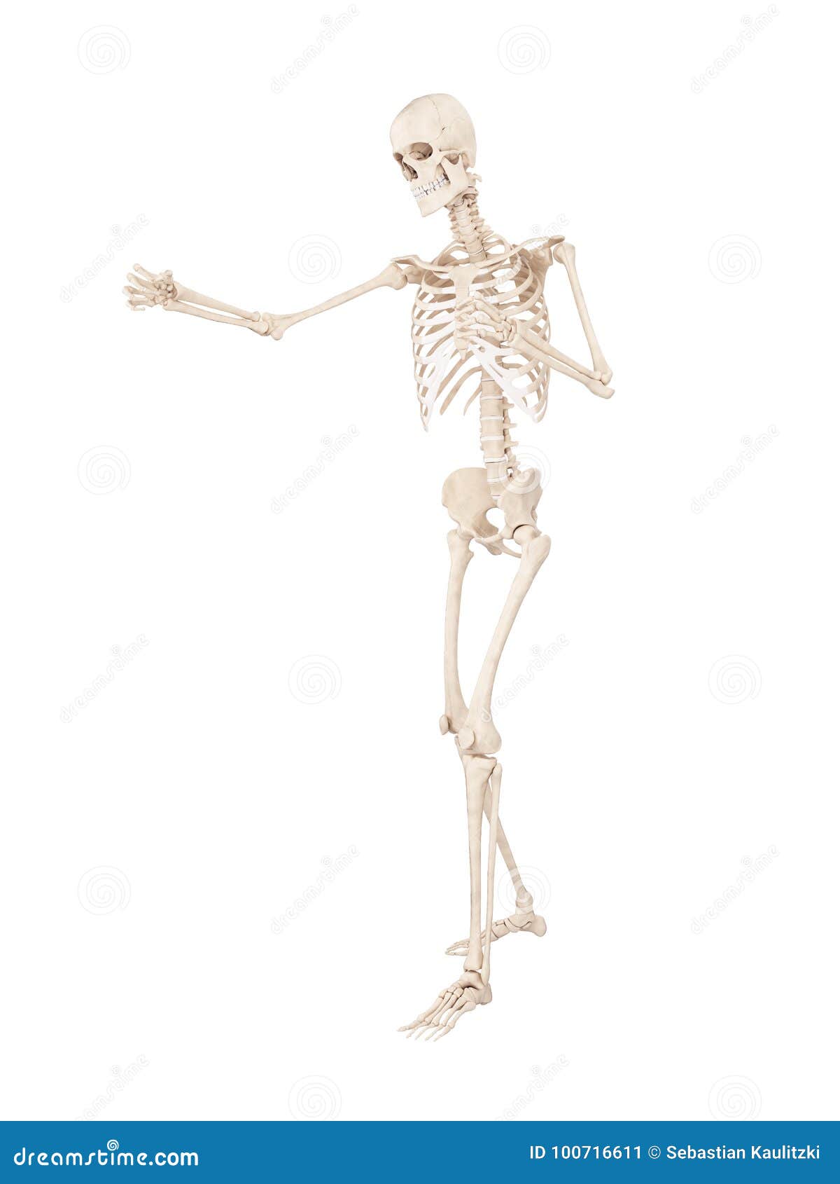 A boxer skeleton stock illustration. Illustration of boxing - 100716611
