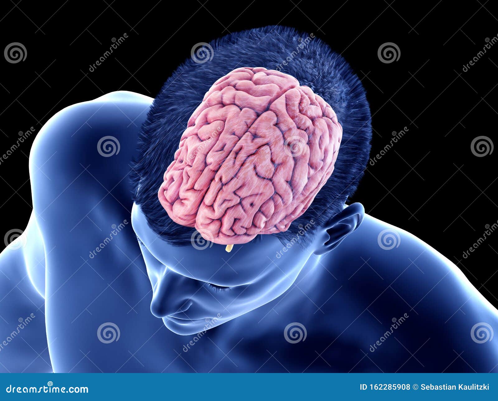 The Brain Anatomy - the Cortex Stock Illustration - Illustration of ...