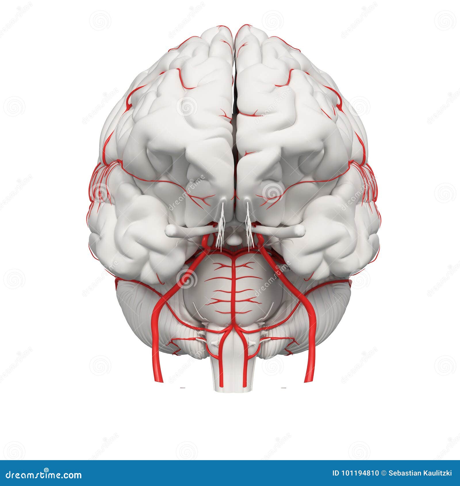 Brain Arteries With Highlighted Middle Cerebral Artery In Red, 3D ...