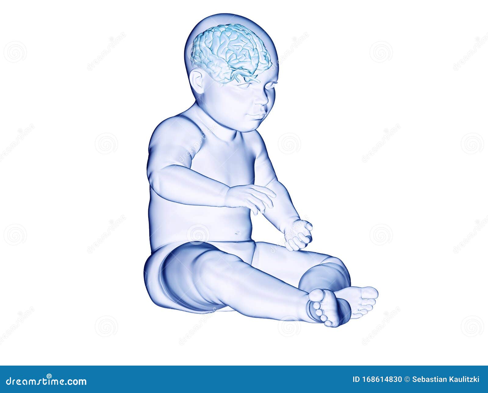 The Brain Of A Baby Stock Illustration | CartoonDealer.com #162297718
