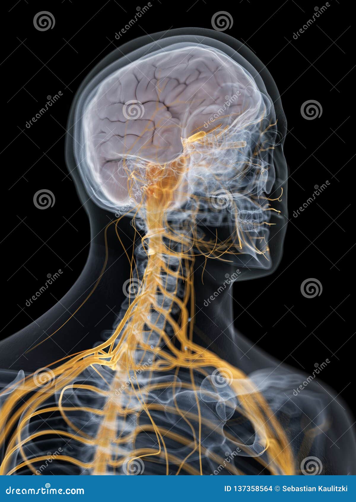 The Brain and Nervous System Stock Illustration - Illustration of nerve ...