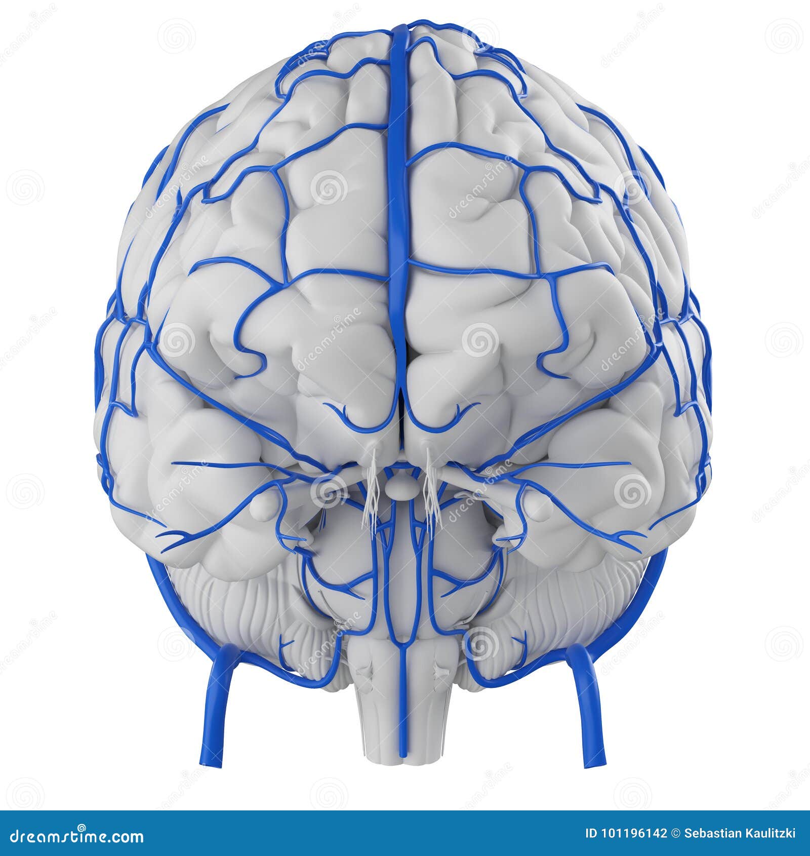 Veins Of Brain Diagram