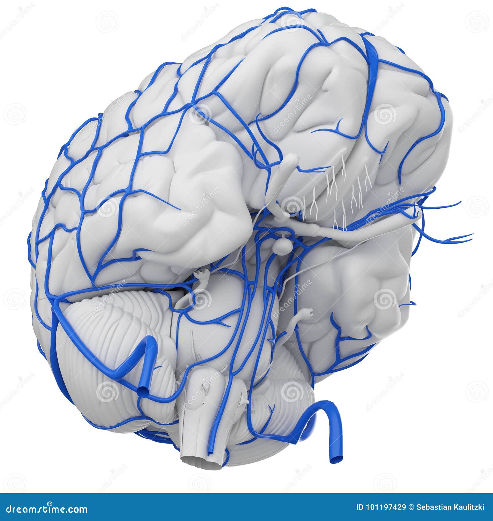 The brain veins stock illustration. Illustration of medically - 101197429