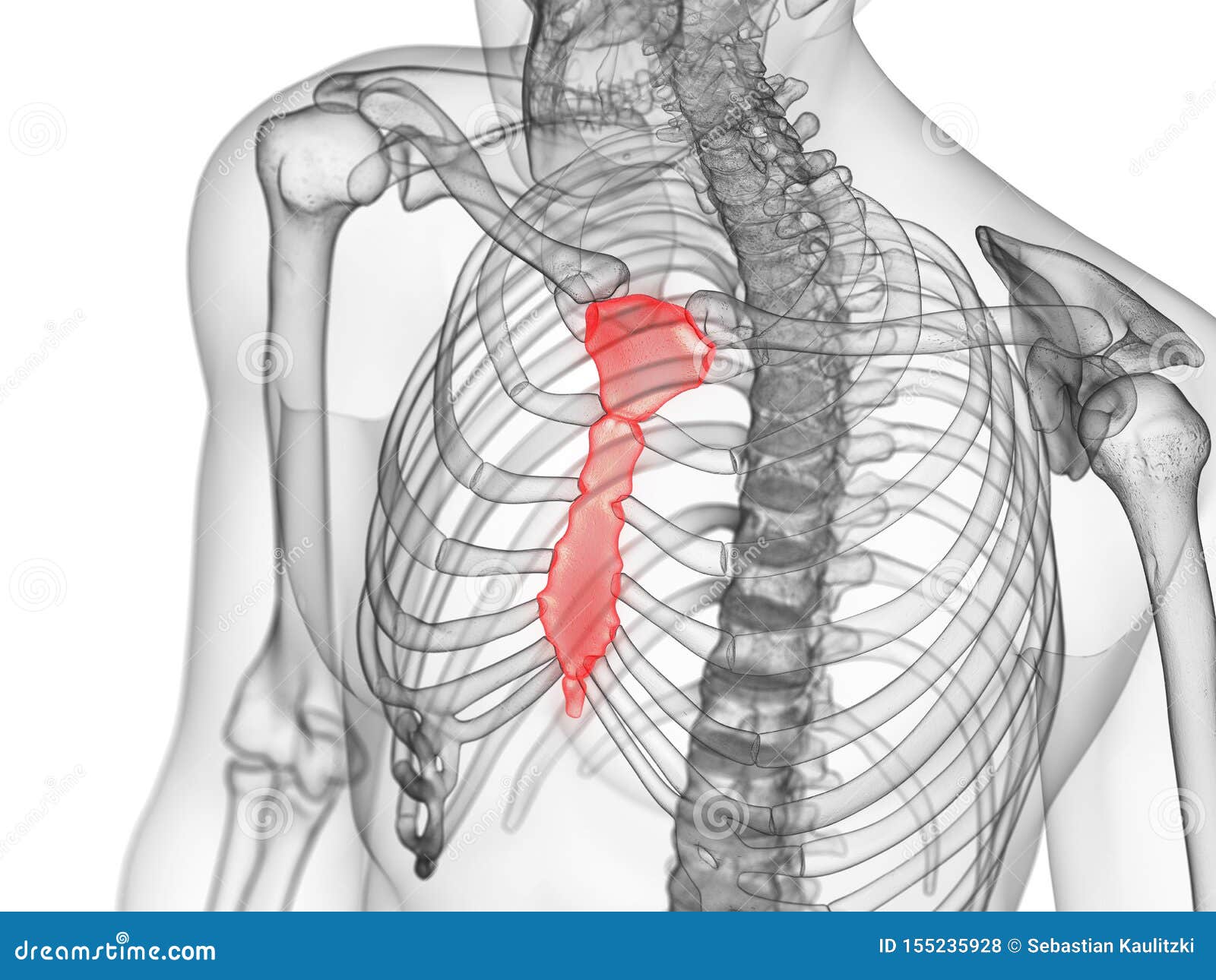 The breast bone stock illustration. Illustration of graphic - 155235928